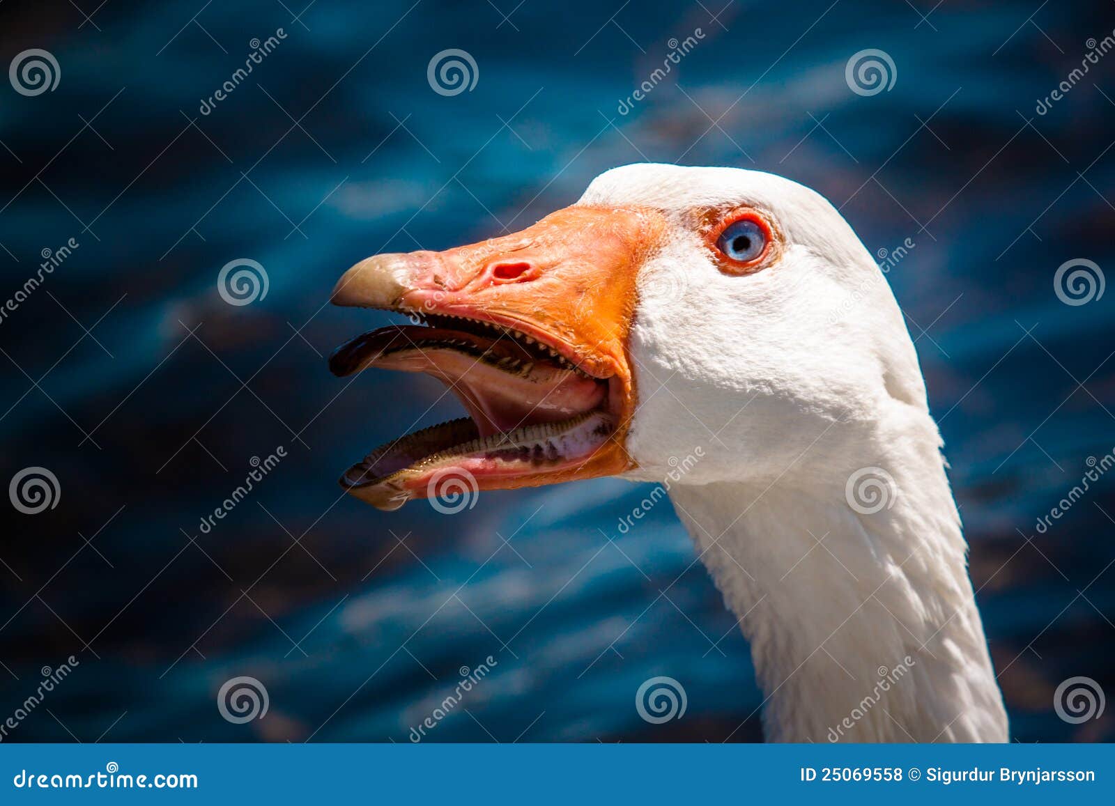 Angry bird stock photo. Image of cute, animal, angry - 25069558