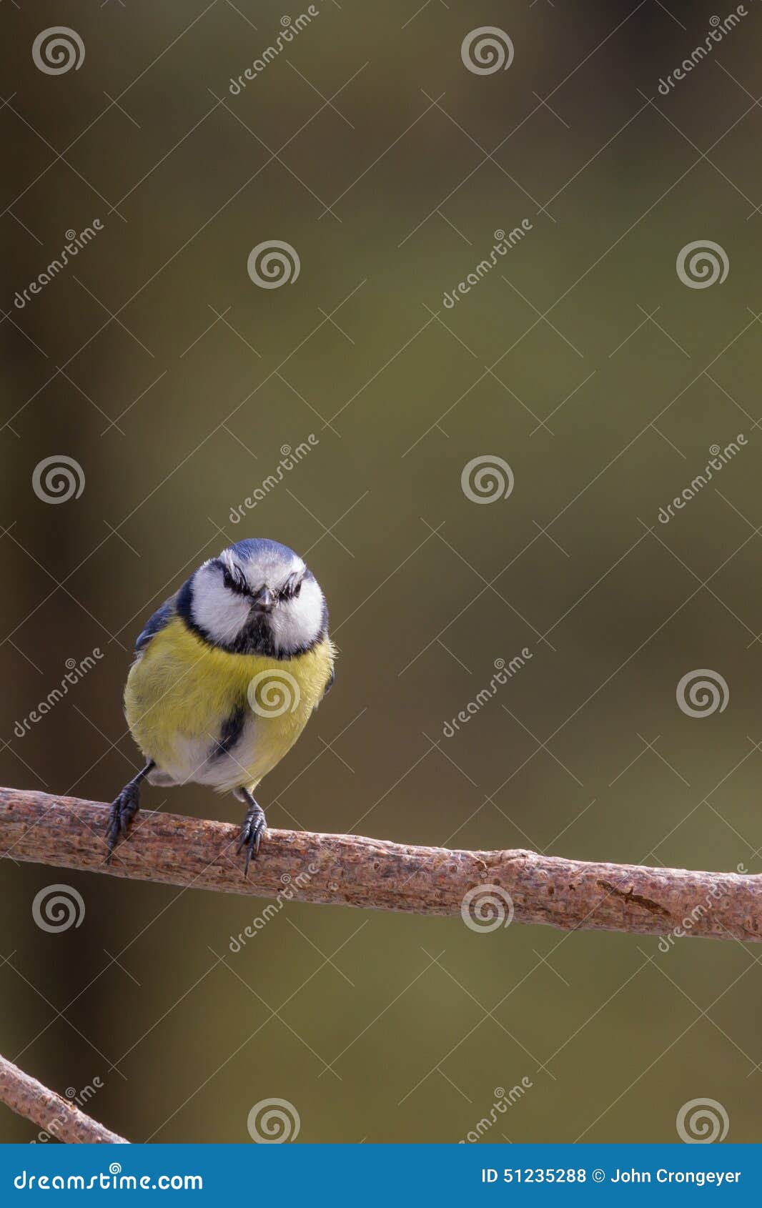 Angry Bird stock photo. Image of passerine, paridae, garden - 51235288