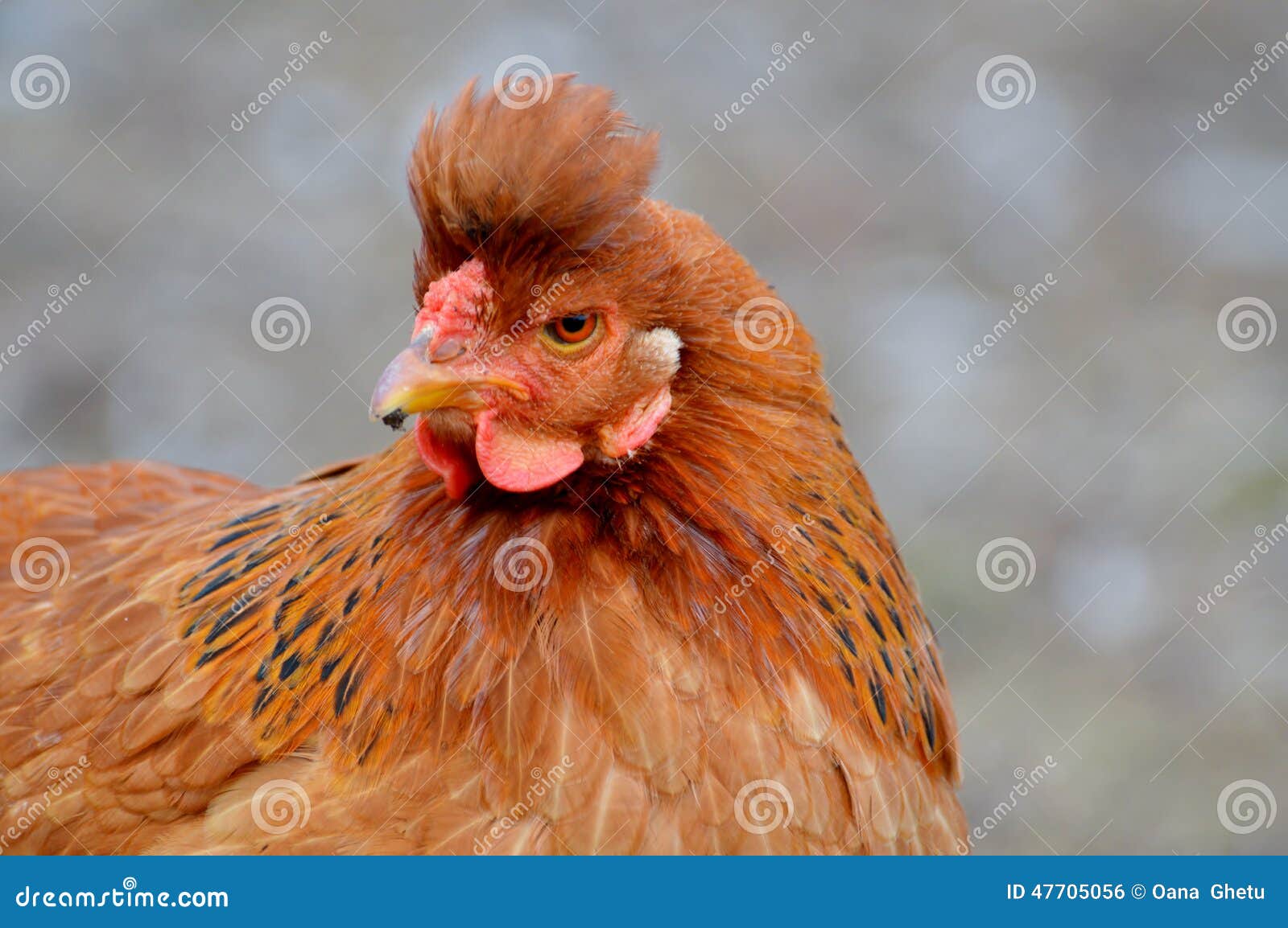 Angry bird stock photo. Image of hairstyle, hens, pulp - 47705056