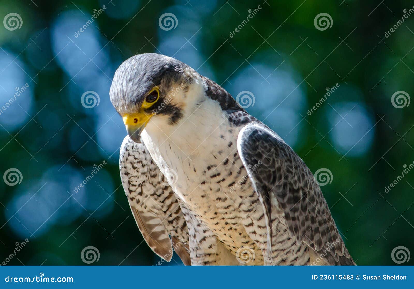 Angry Bird Portrait of a Hawk Stock Image - Image of bird, majestic ...