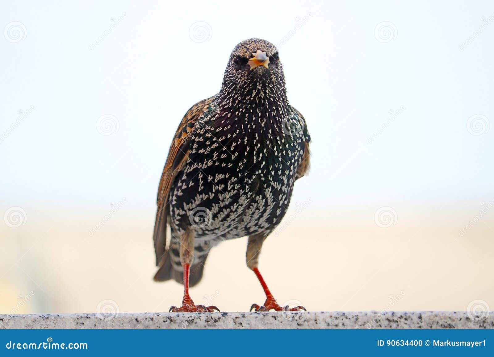 Angry Bird Stock Photography | CartoonDealer.com #90634400