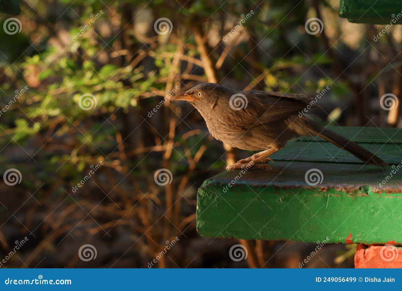 Bird Jungle Myna Perching On A Tree Royalty-Free Stock Image ...