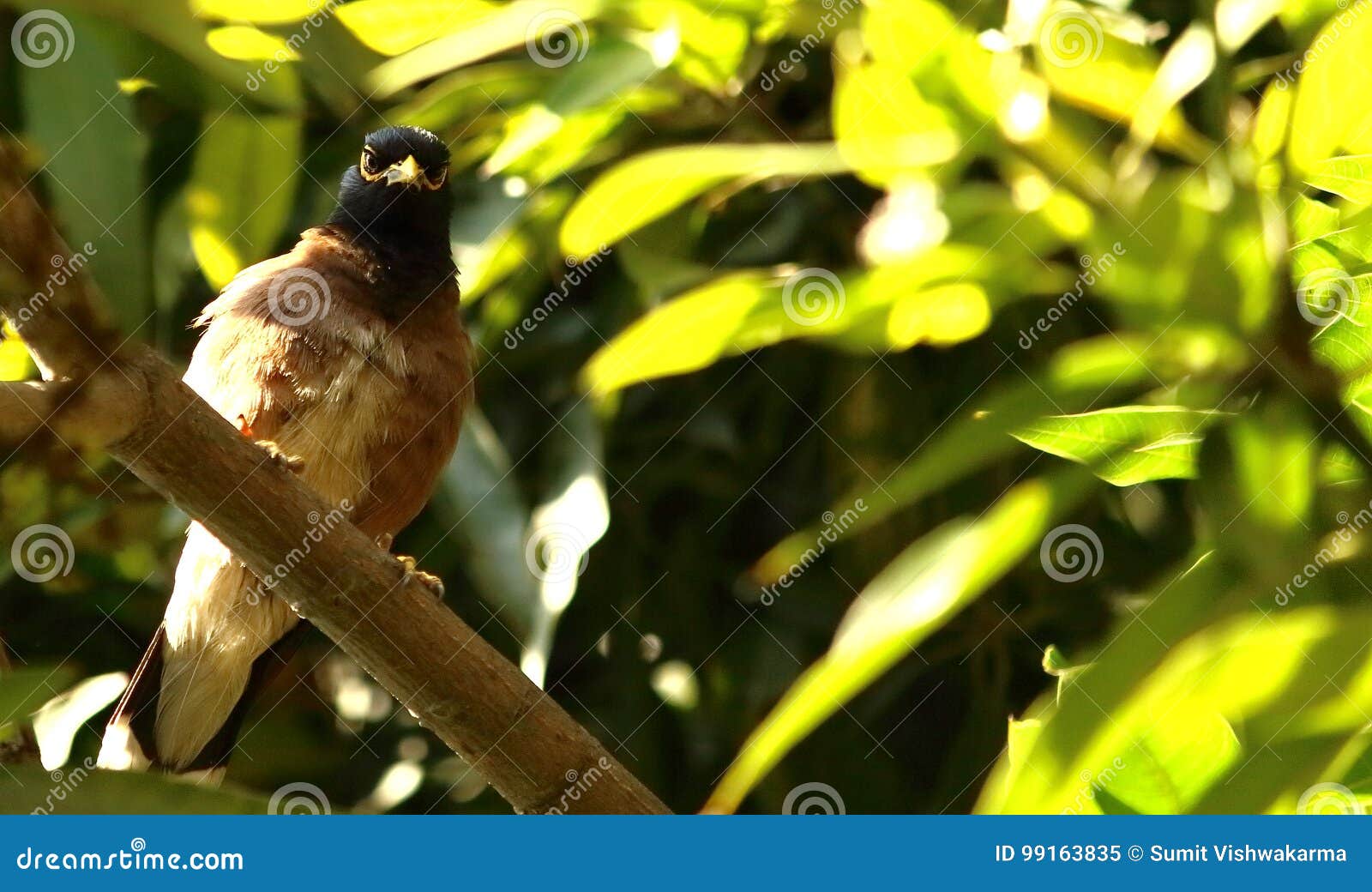 Angry Bird stock image. Image of dove, beautiful, drawing - 99163835