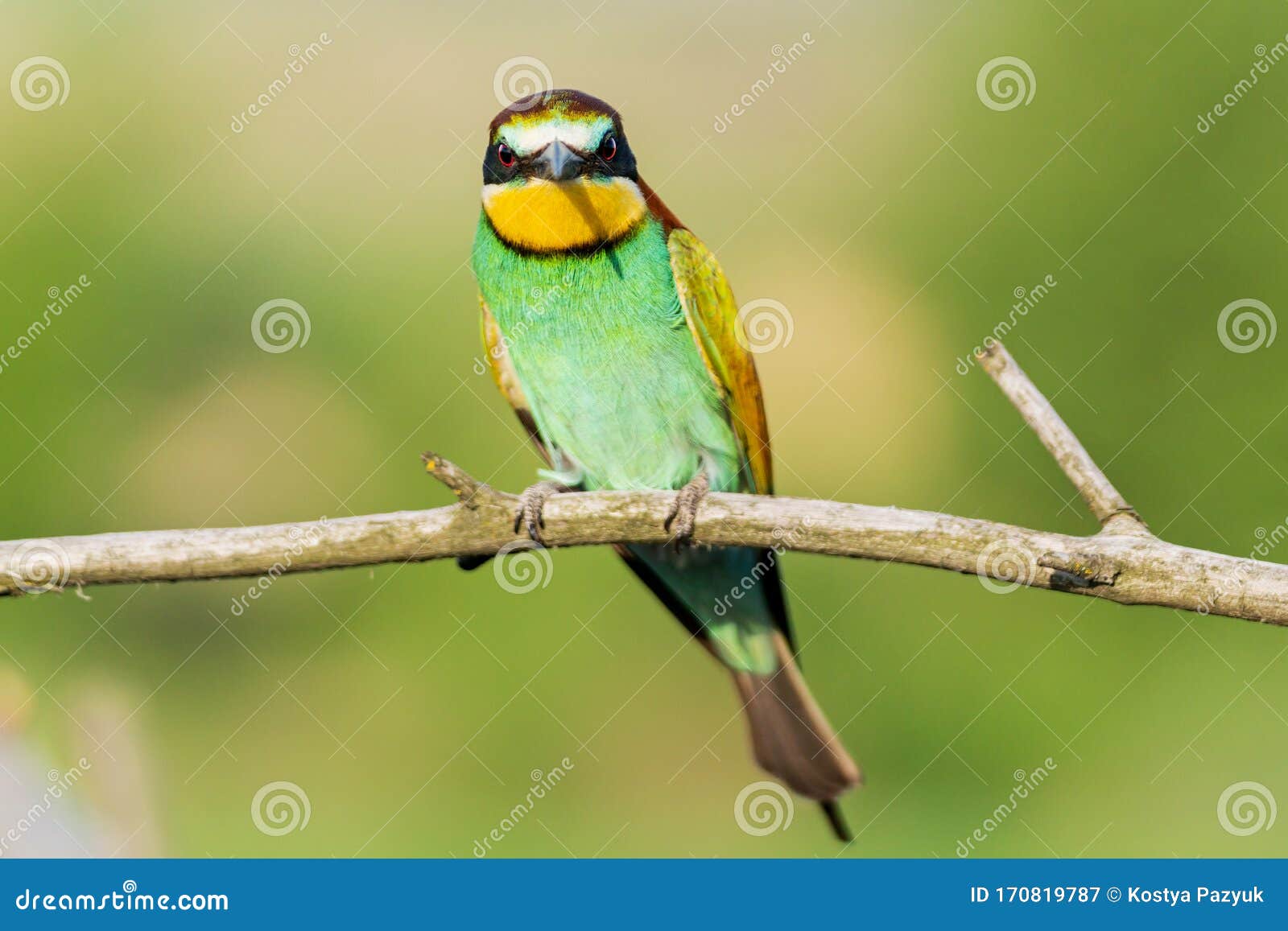 Angry Bird Looking at the Camera Stock Image - Image of bird, gold ...