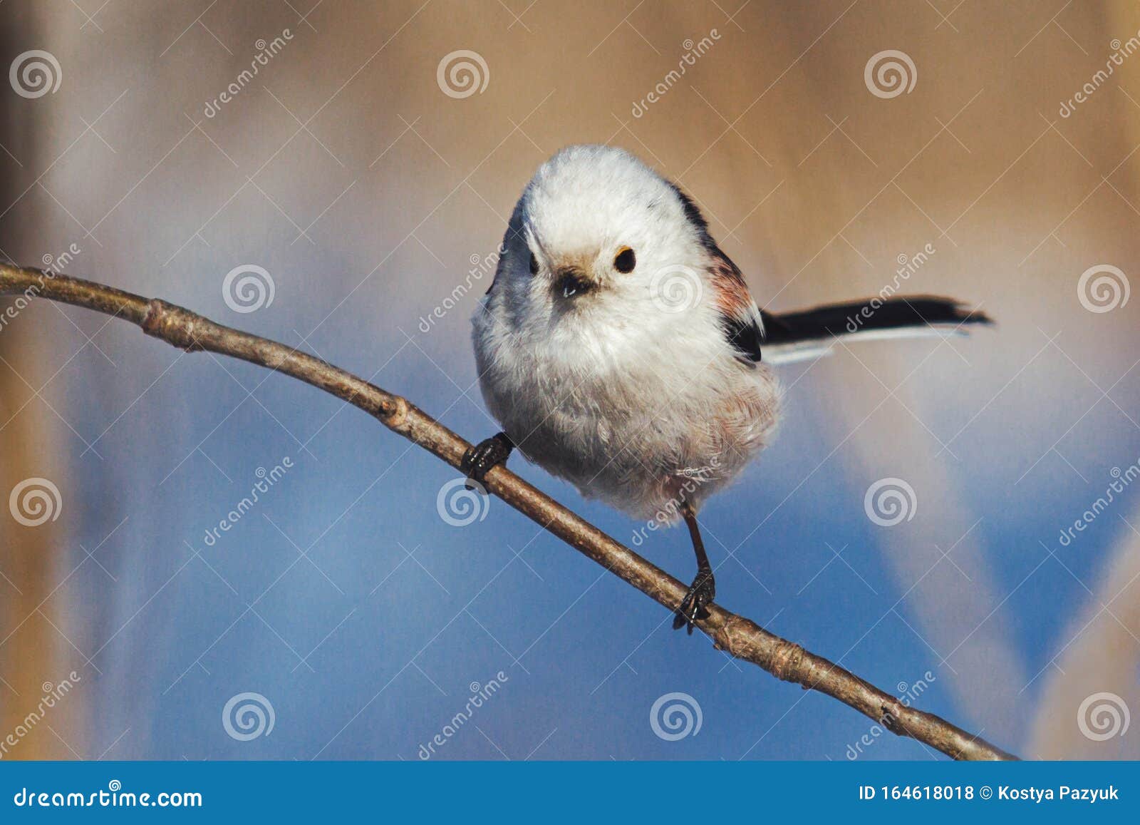 Angry Bird Looks into the Frame Stock Photo - Image of apple, grey ...