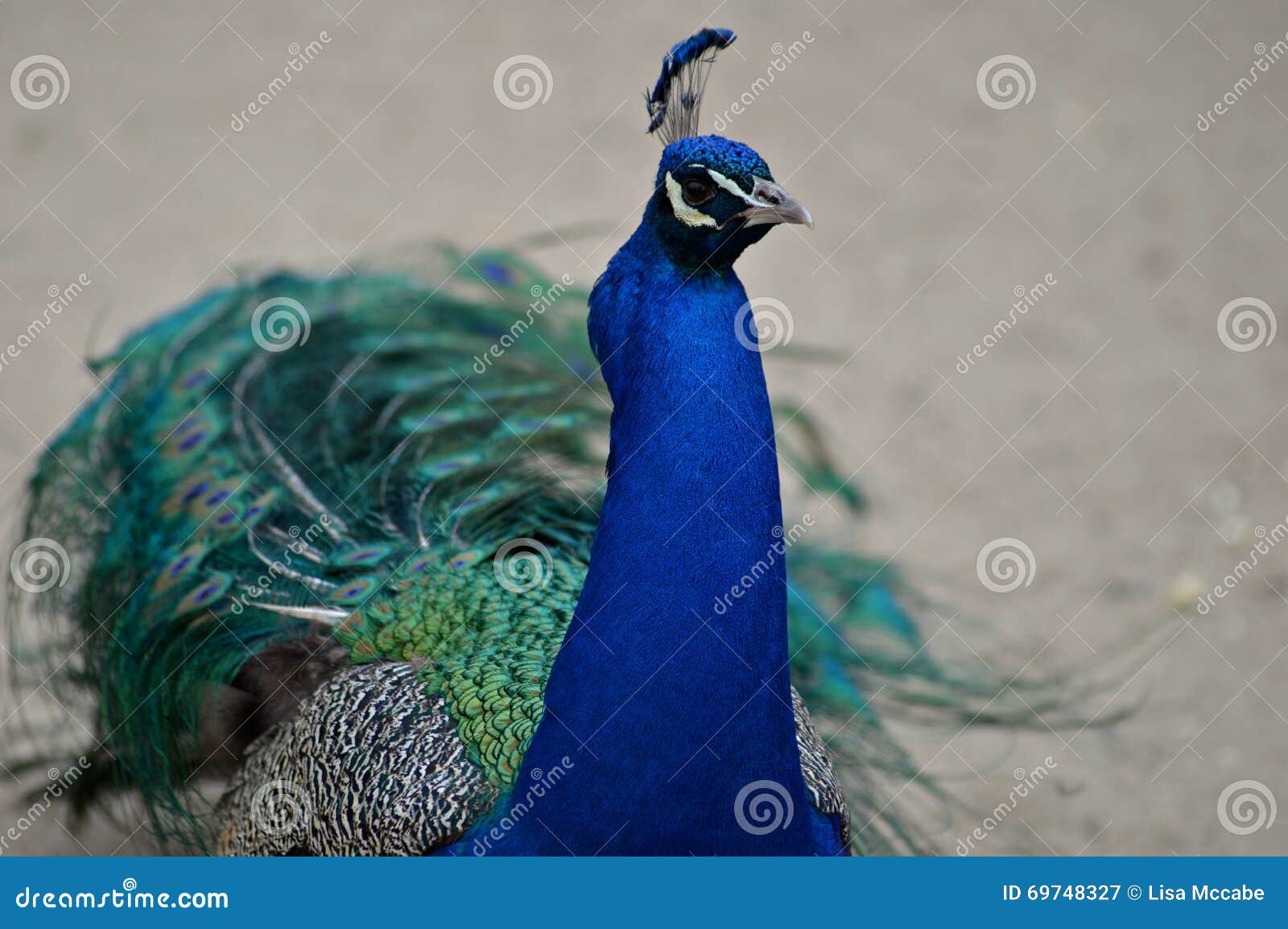 Angry Peacock Stock Photos - Free & Royalty-Free Stock Photos from ...