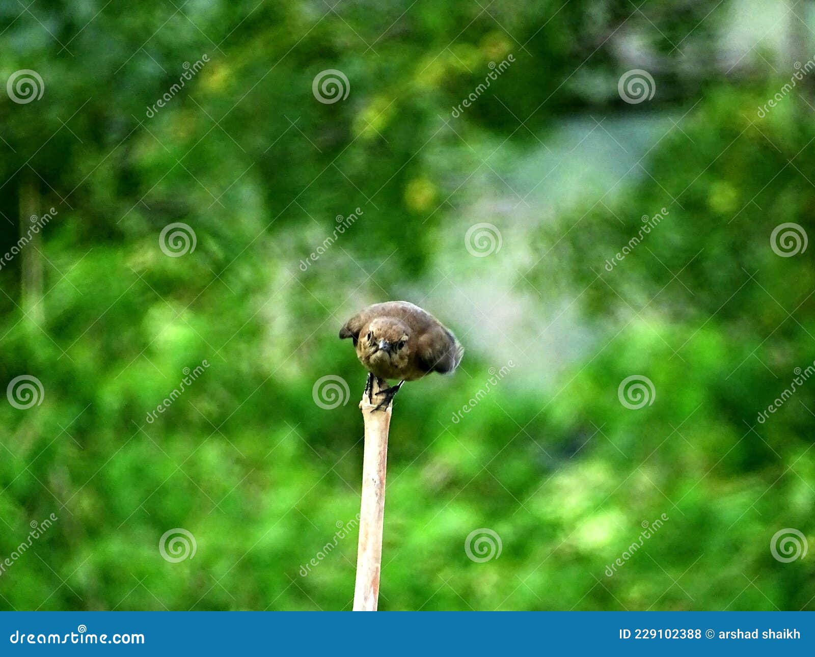 Angry bird photography stock photo. Image of meadow - 229102388