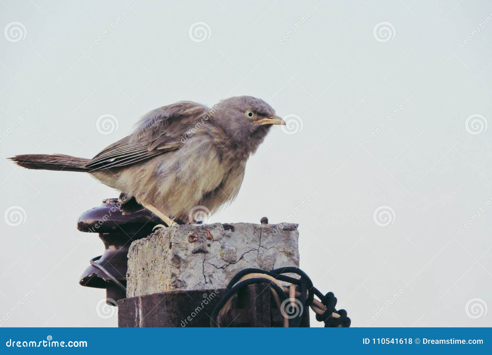 Angry Bird stock photo. Image of random, click, bird - 110541618