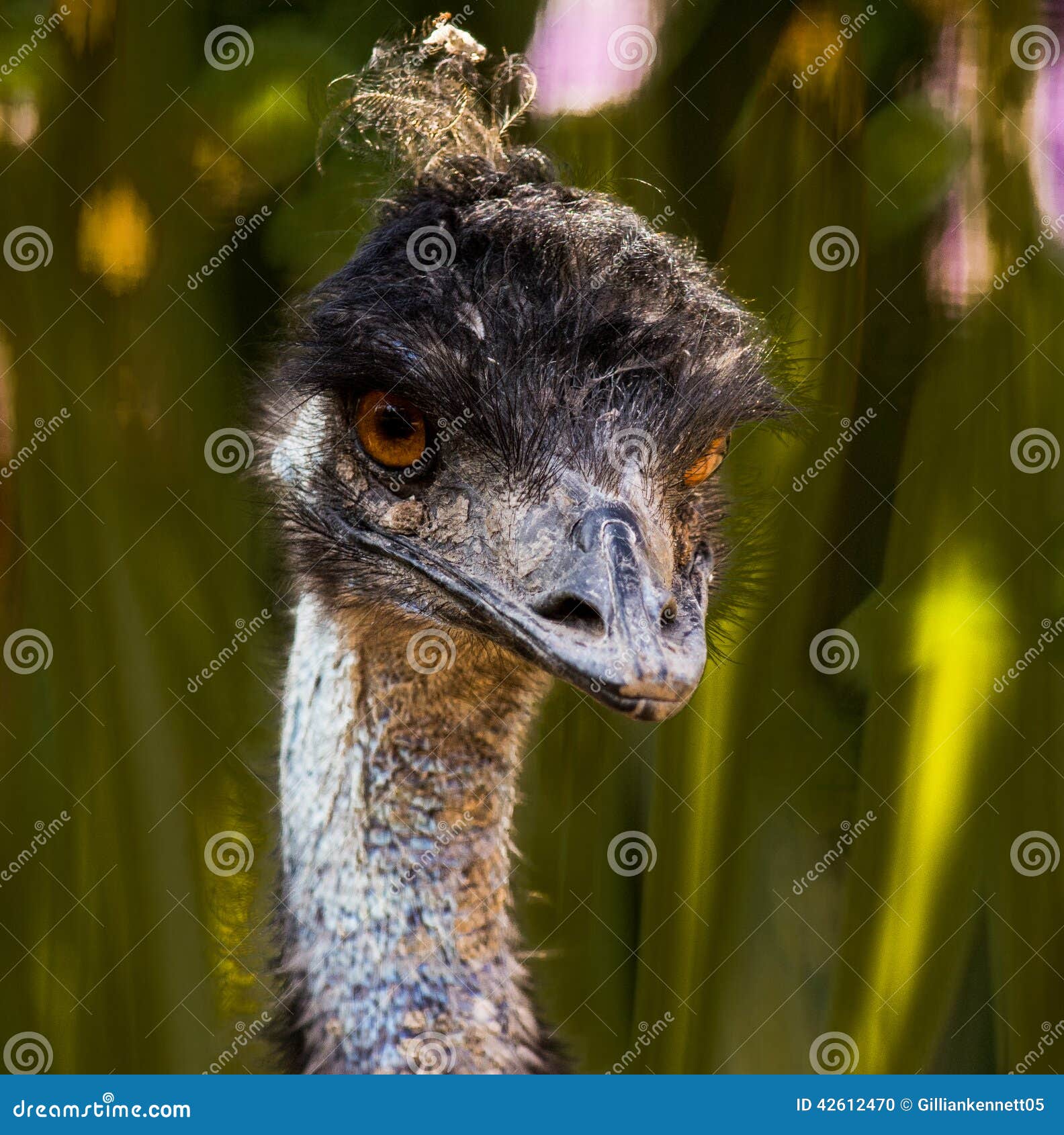 Angry bird stock photo. Image of looking, scary, expression - 42612470