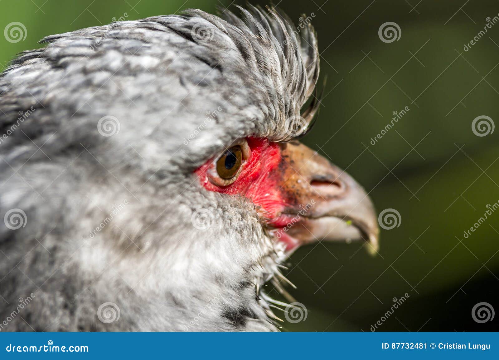 Angry bird stock image. Image of white, closeup, look - 87732481