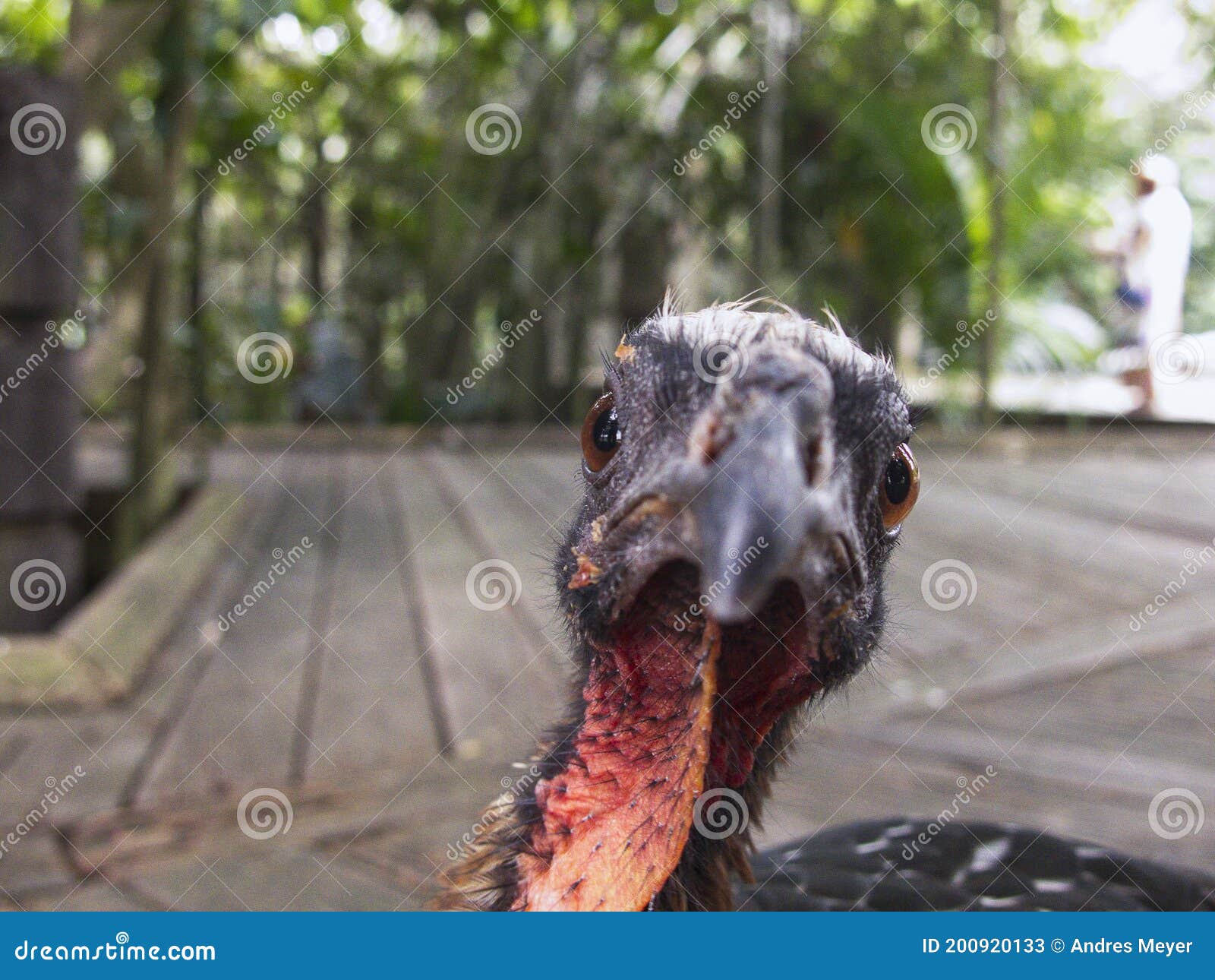 Angry Bird Staring at the Camera Stock Image - Image of photographed ...