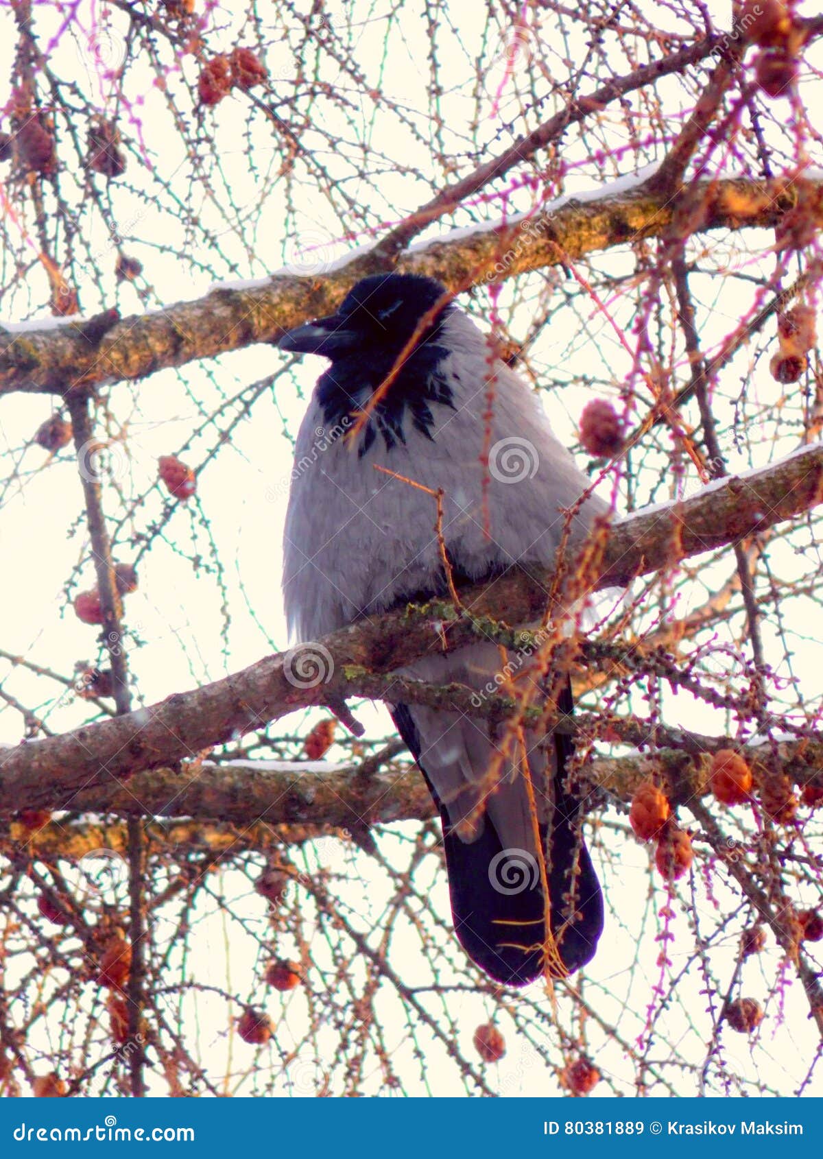 Angry Bird stock image. Image of tree, nature, branch - 80381889