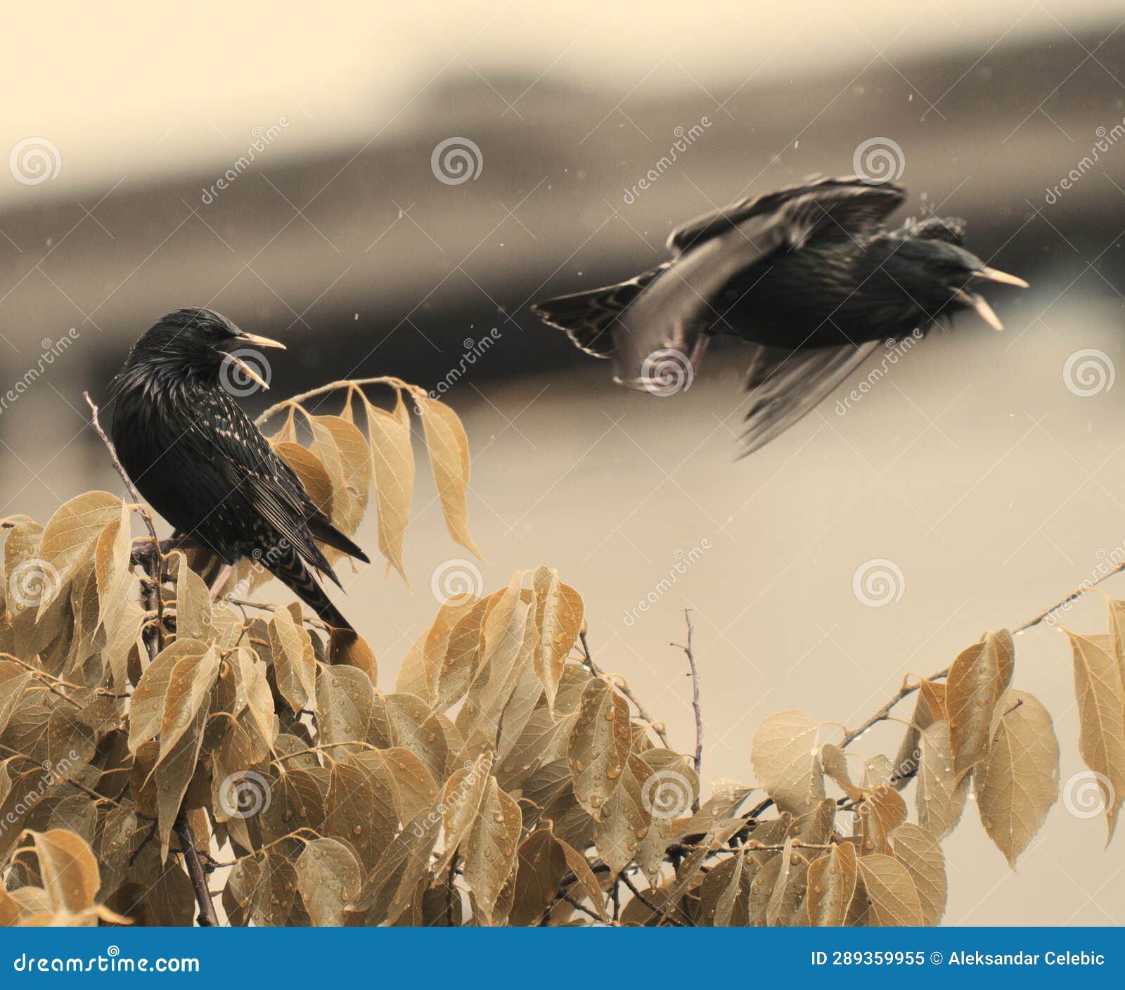 Angry Birds. stock image. Image of twig, finch, sparrow - 289359955