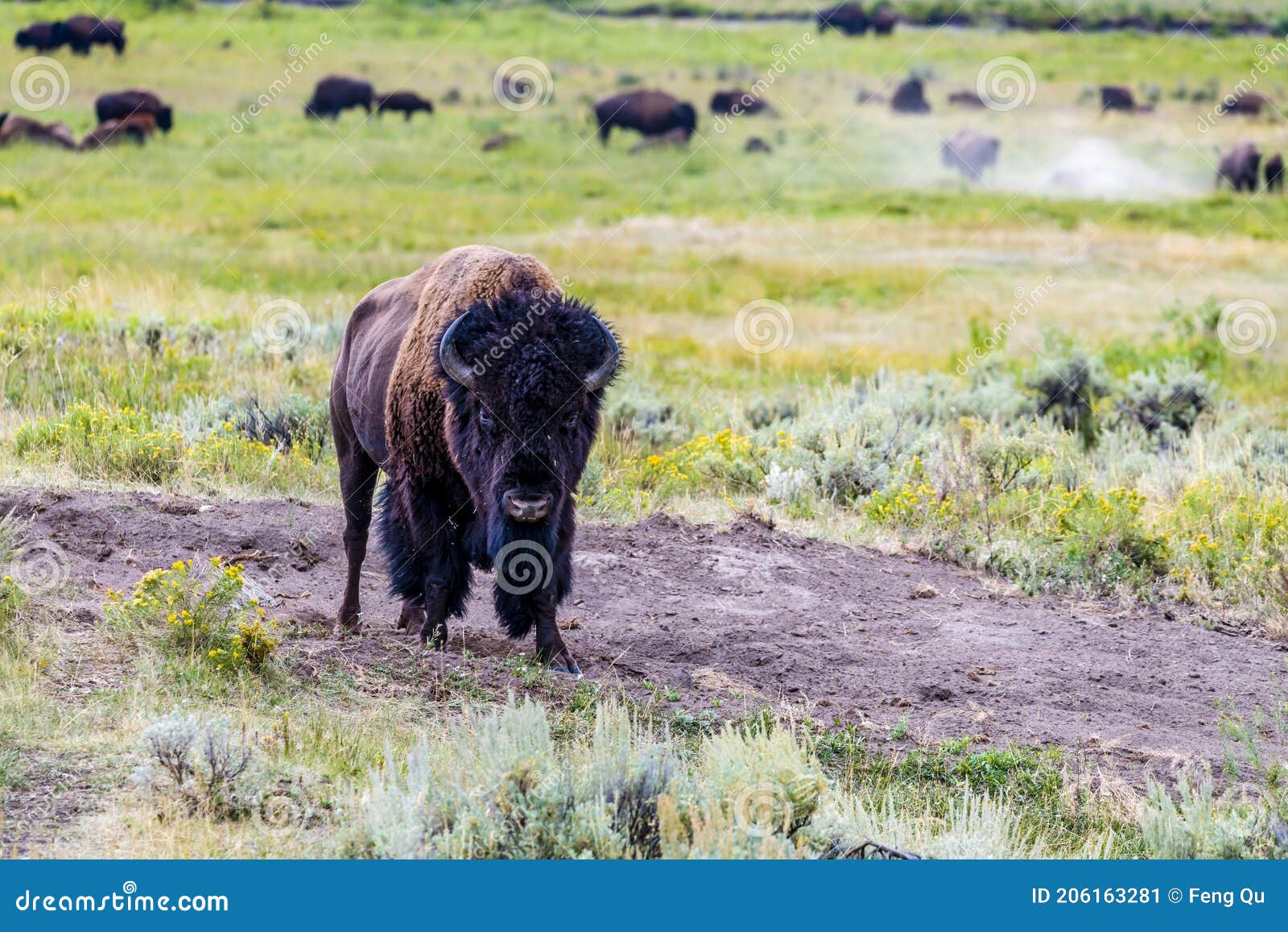 Angry bison stock image. Image of beast, west, yelowstone - 206163281