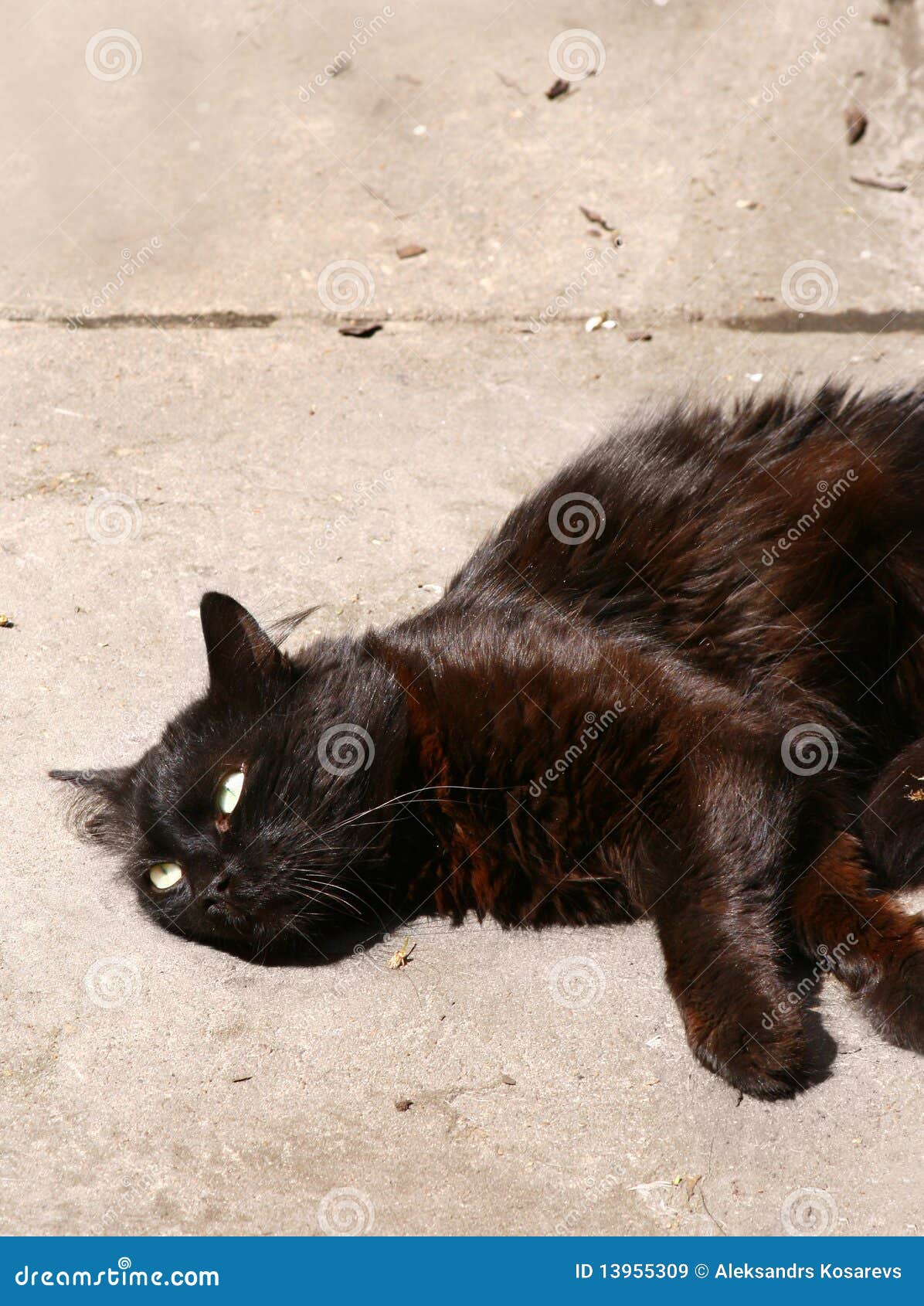 Angry black cat stock image. Image of grunge, stone, background - 13955309
