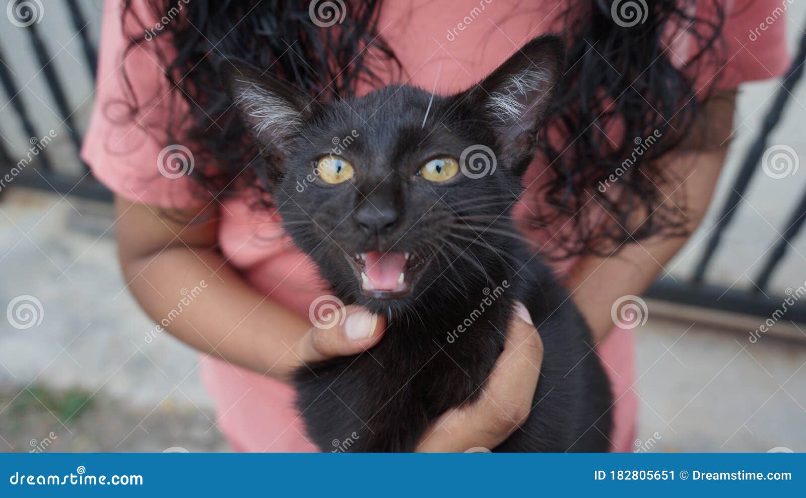 Angry Black Cat stock image. Image of meow, black, fangs - 182805651