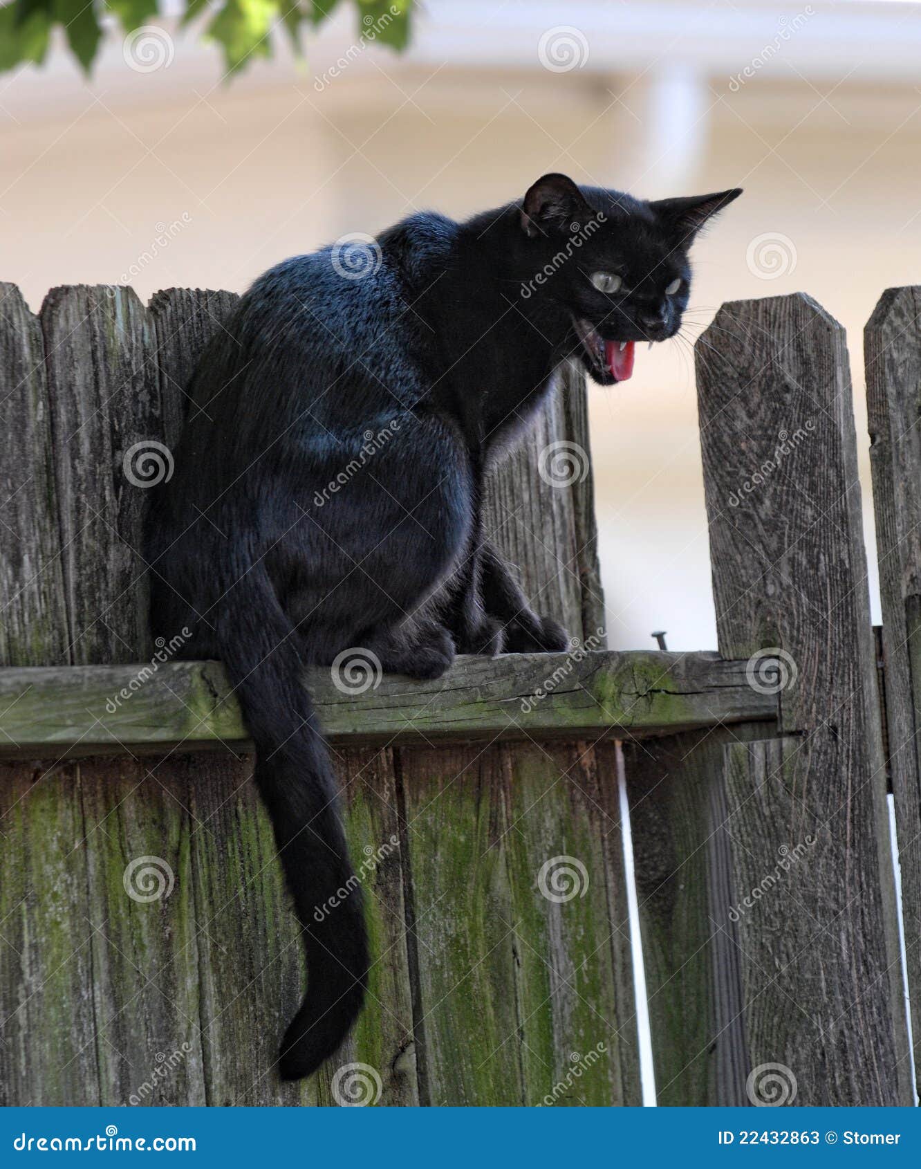 Angry black cat stock image. Image of open, hiss, black - 22432863