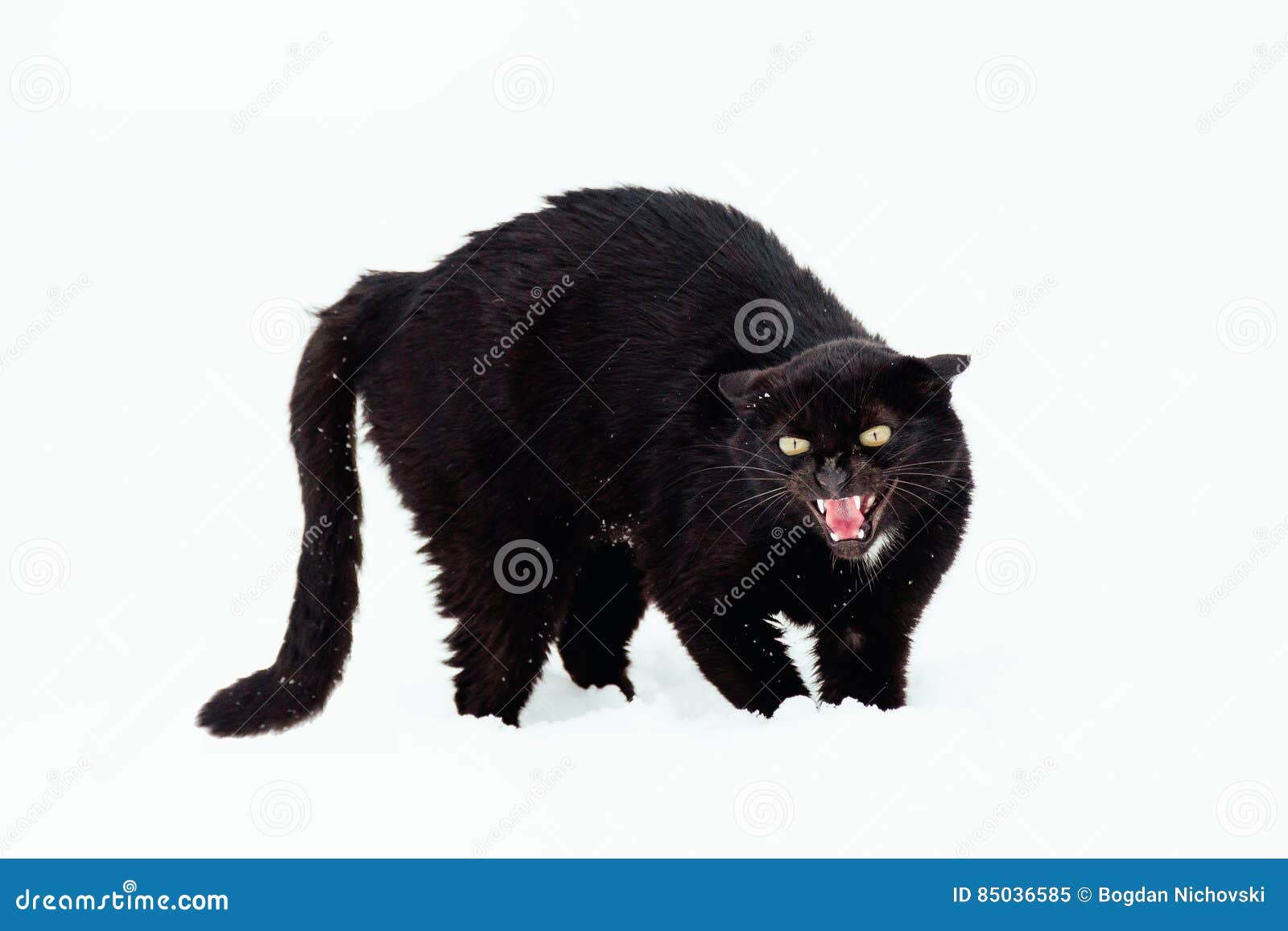 Angry Black cat on a snow stock image. Image of animal - 85036585