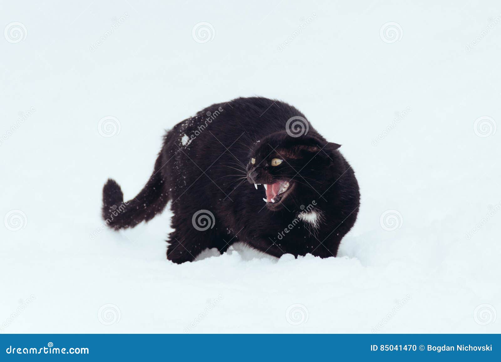 Angry Black cat on a snow stock photo. Image of growl - 85041470