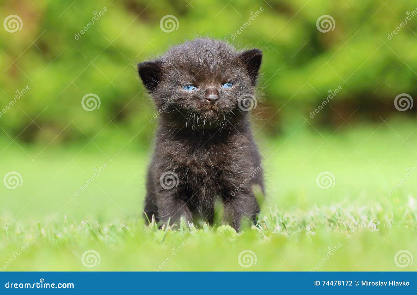 Angry black kitty stock photo. Image of adorable, kitten - 74478172
