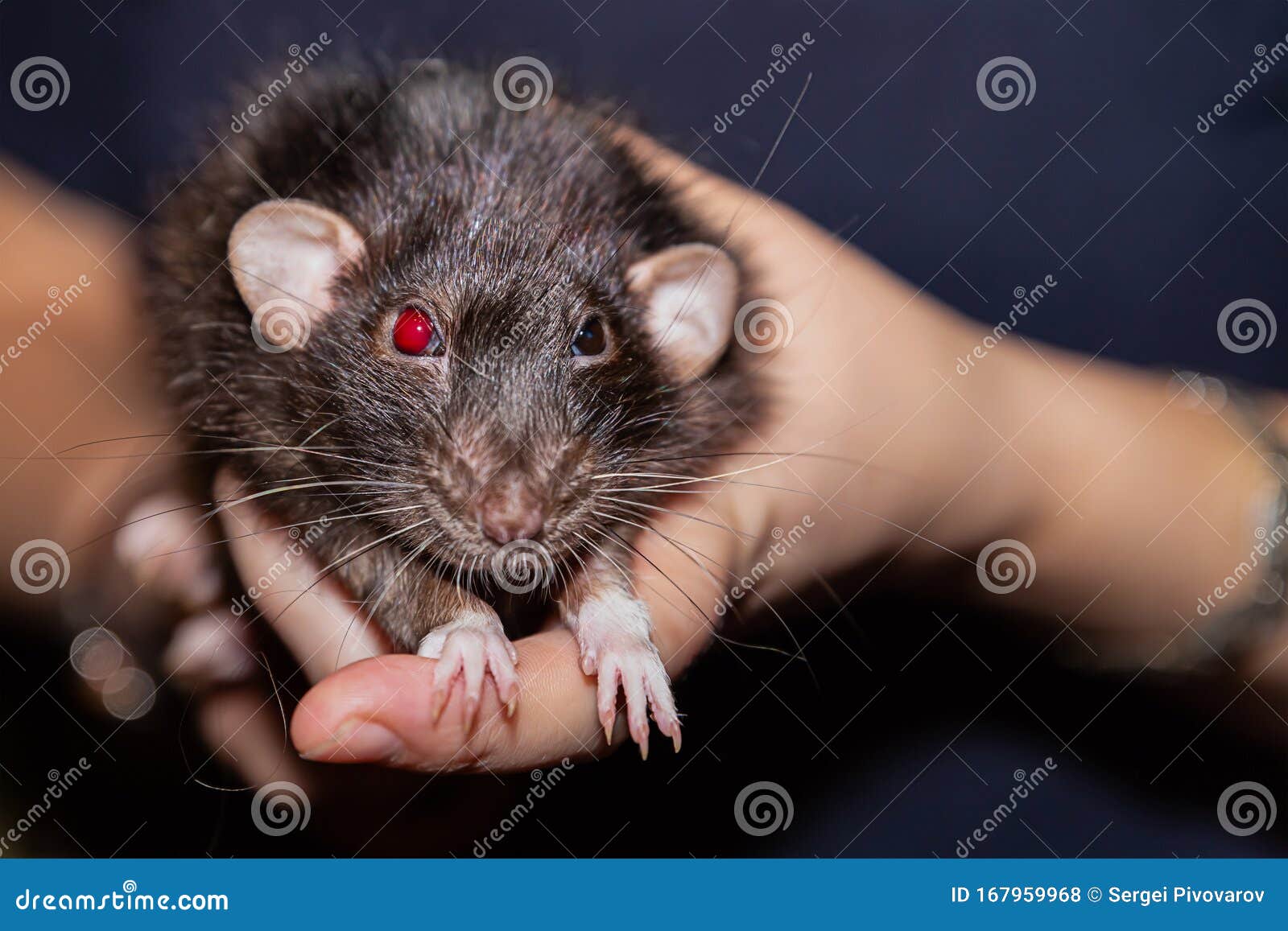 Angry Black Rat with a Red Eye Sits in Hands on a Dark Background Stock ...