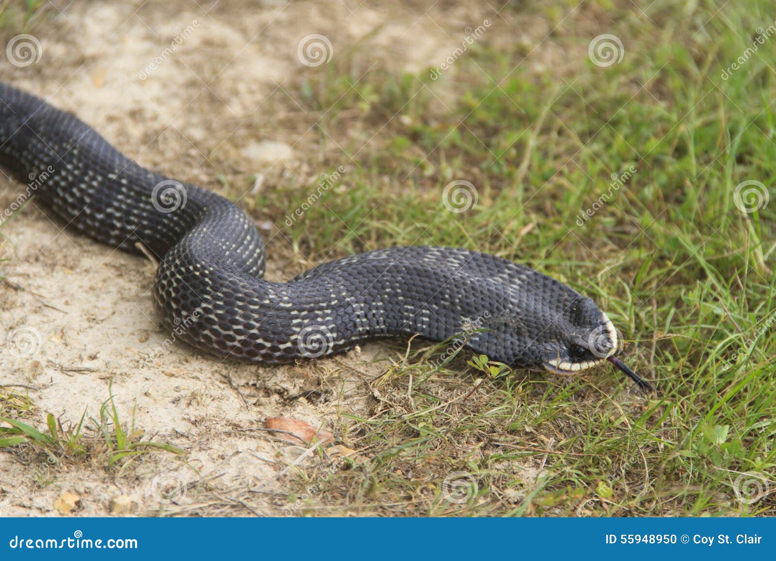 Angry Black Snake Stock Photo | CartoonDealer.com #55948950
