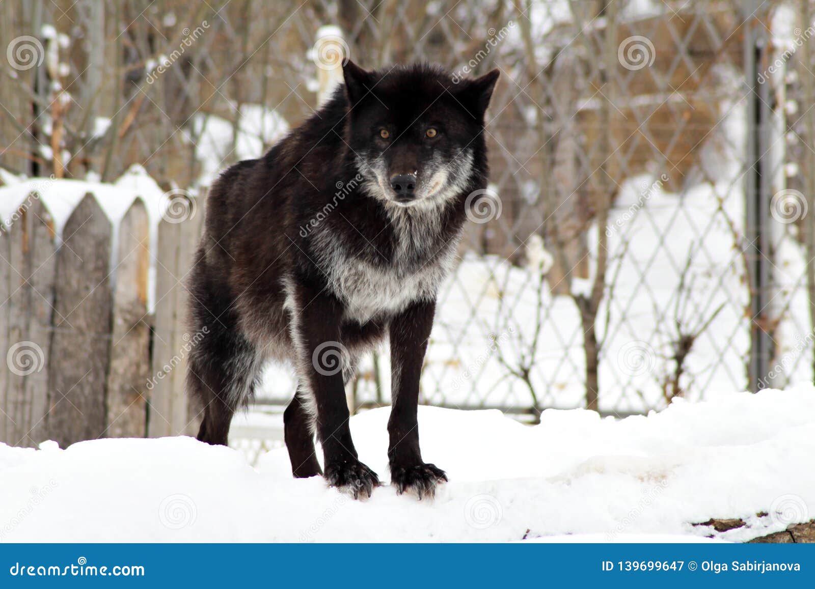 Black Wolf In Snow