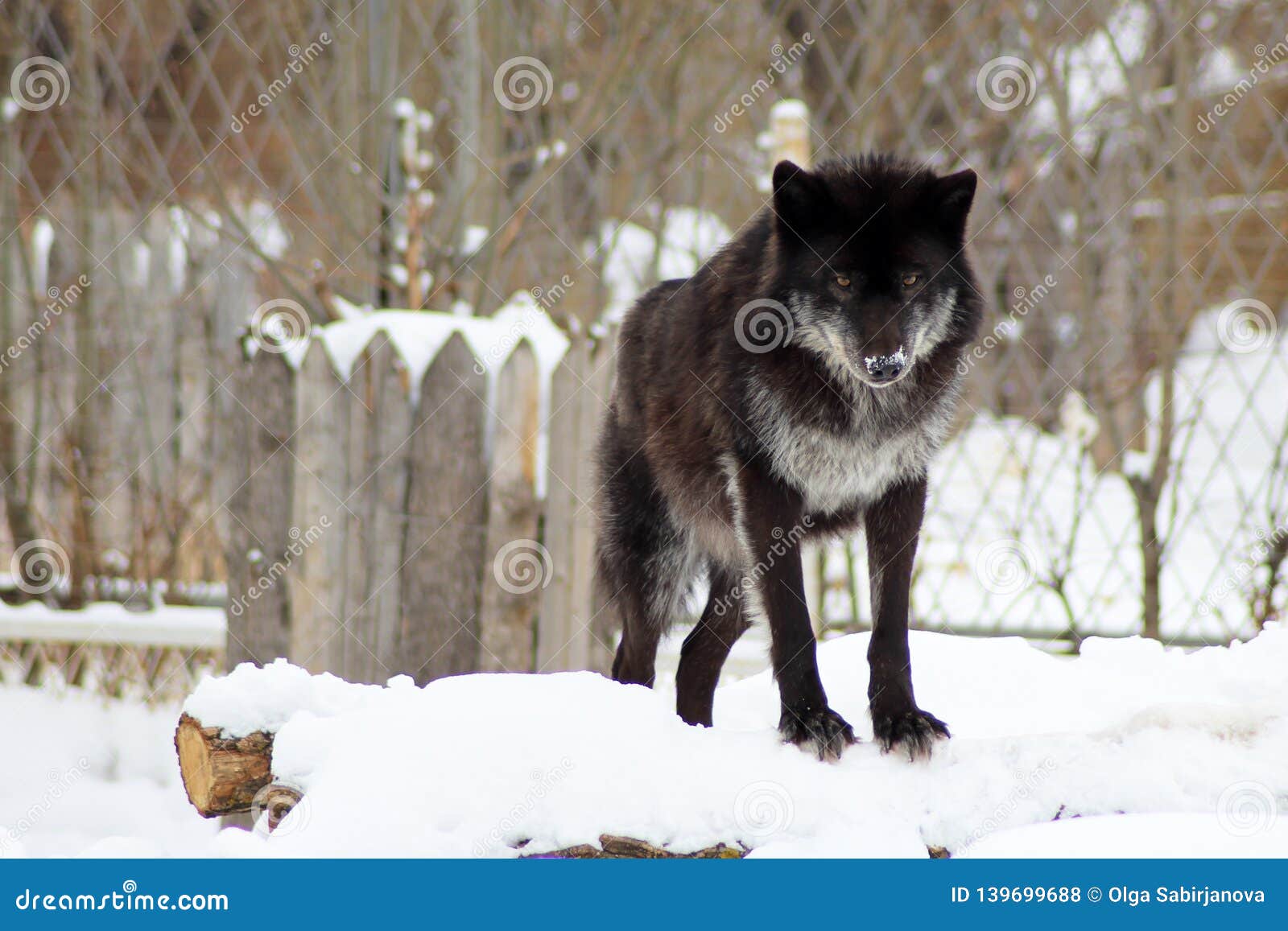 Black Wolf Pictures In The Wild