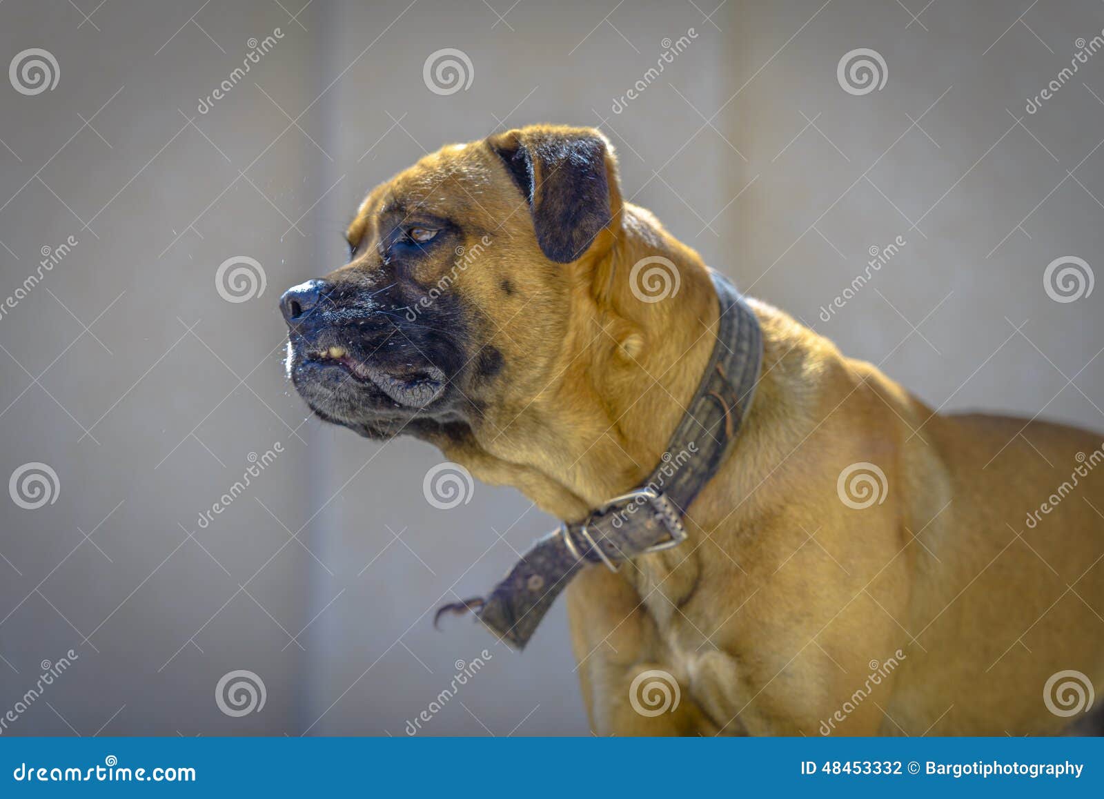 Angry Boxer. Royalty-Free Stock Photography | CartoonDealer.com #7398875