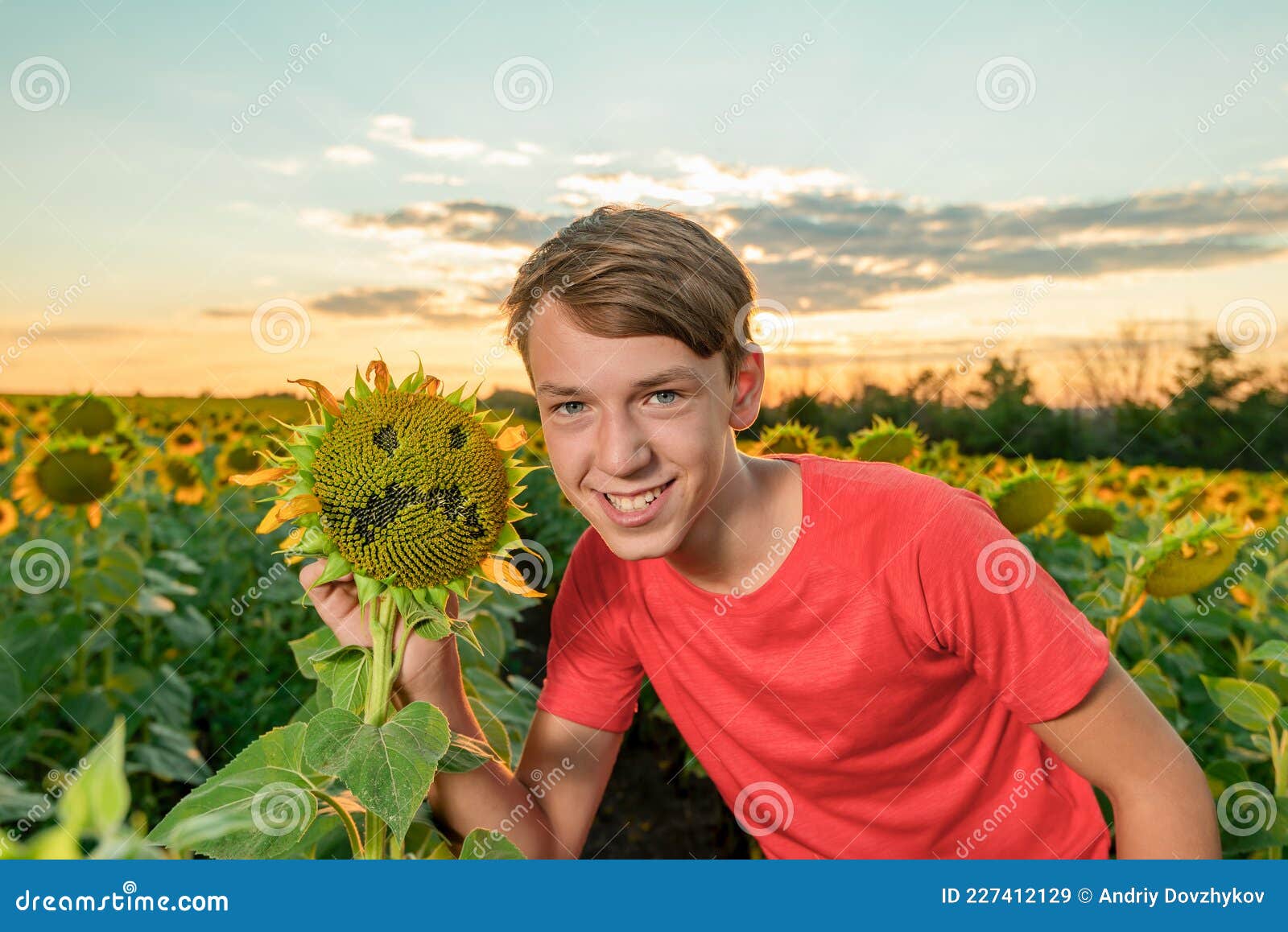 Angry Boy and Angry Sunflower among the Field of Sunflowers Stock Image ...