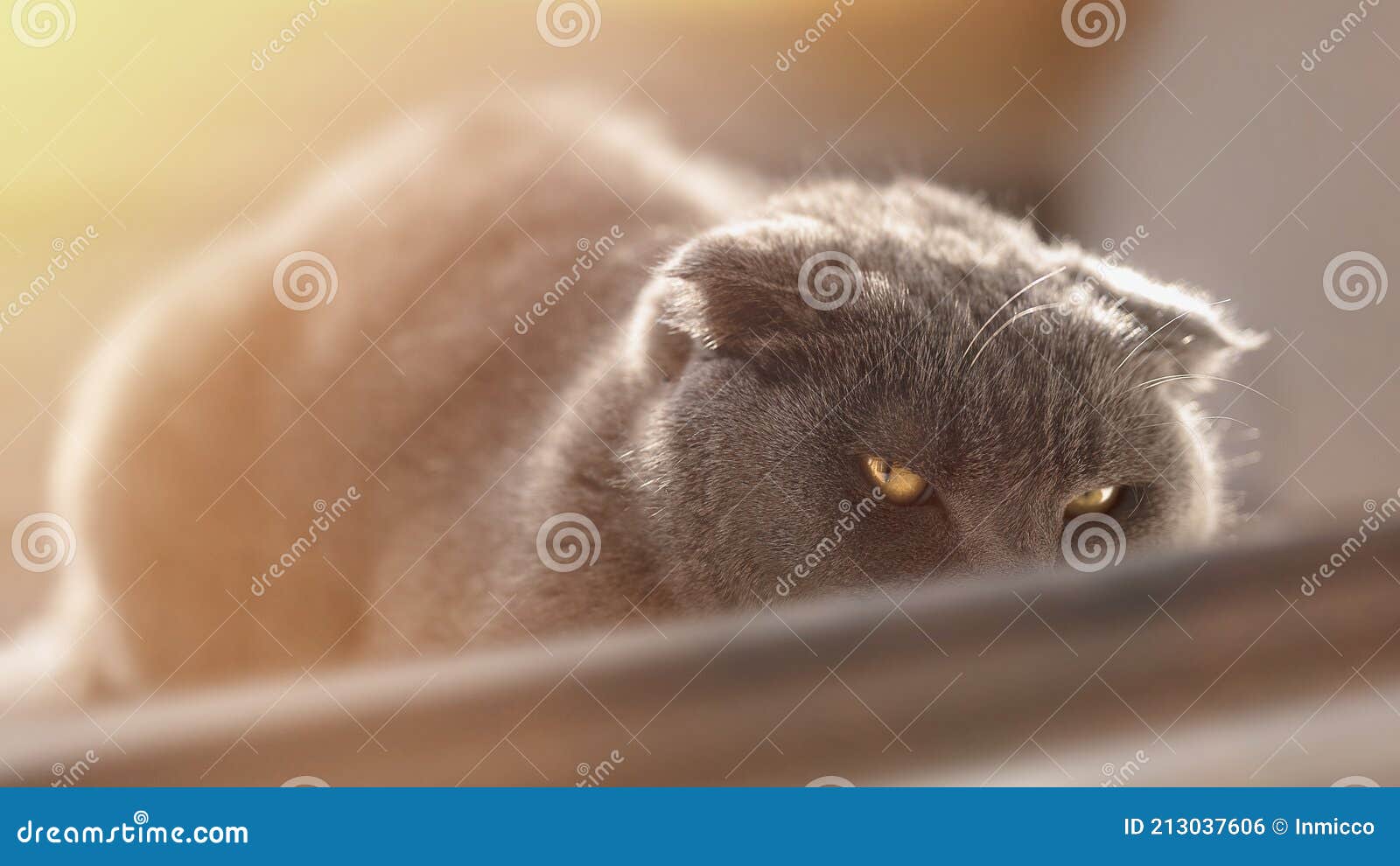 Grumpy Funny, Red Eye Patches, Cow With Horns Breed Of Cattle Called ...