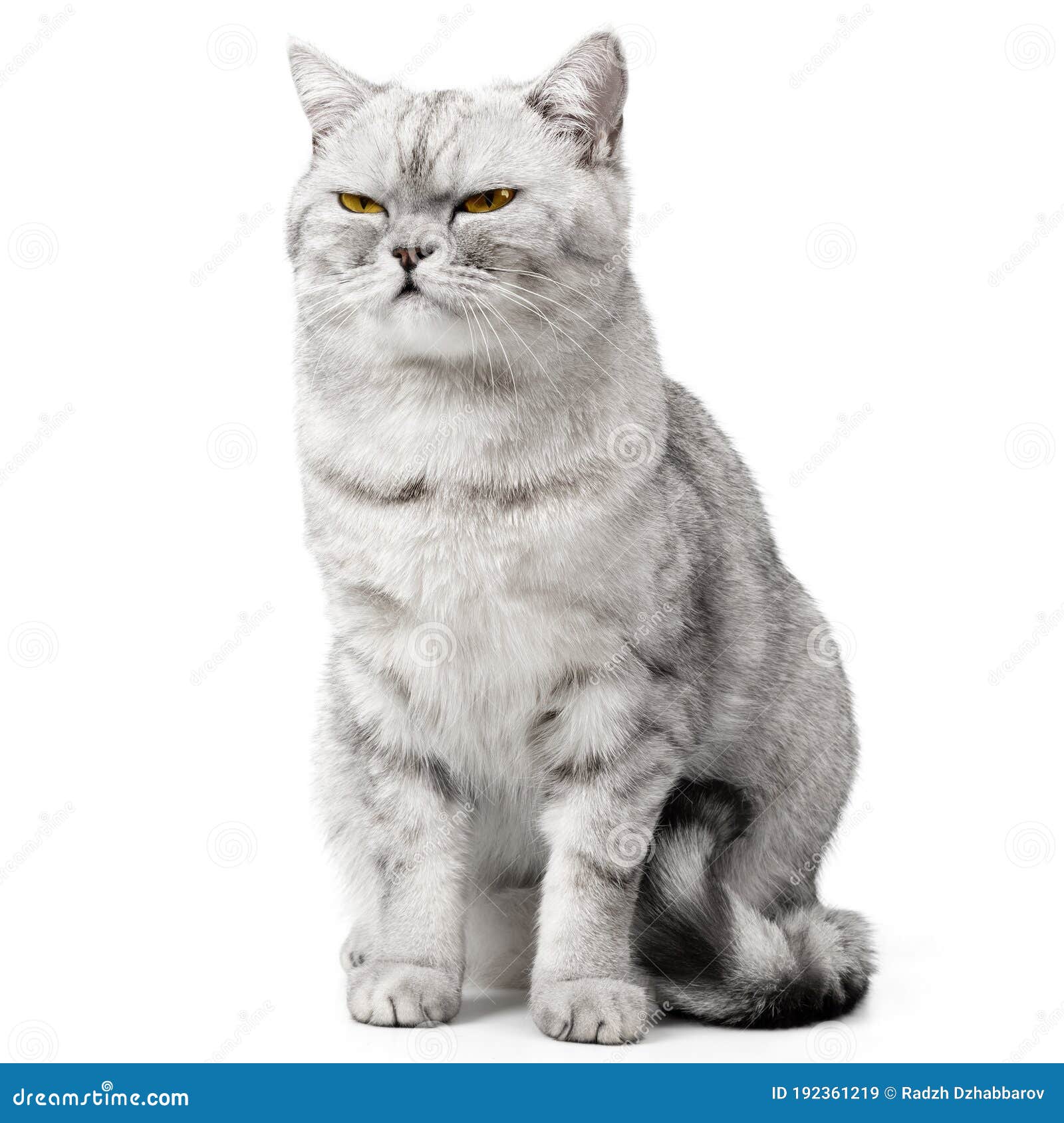 Angry British Cat Grumpy And Serious Looking In Camera. Funny Evil Gray ...