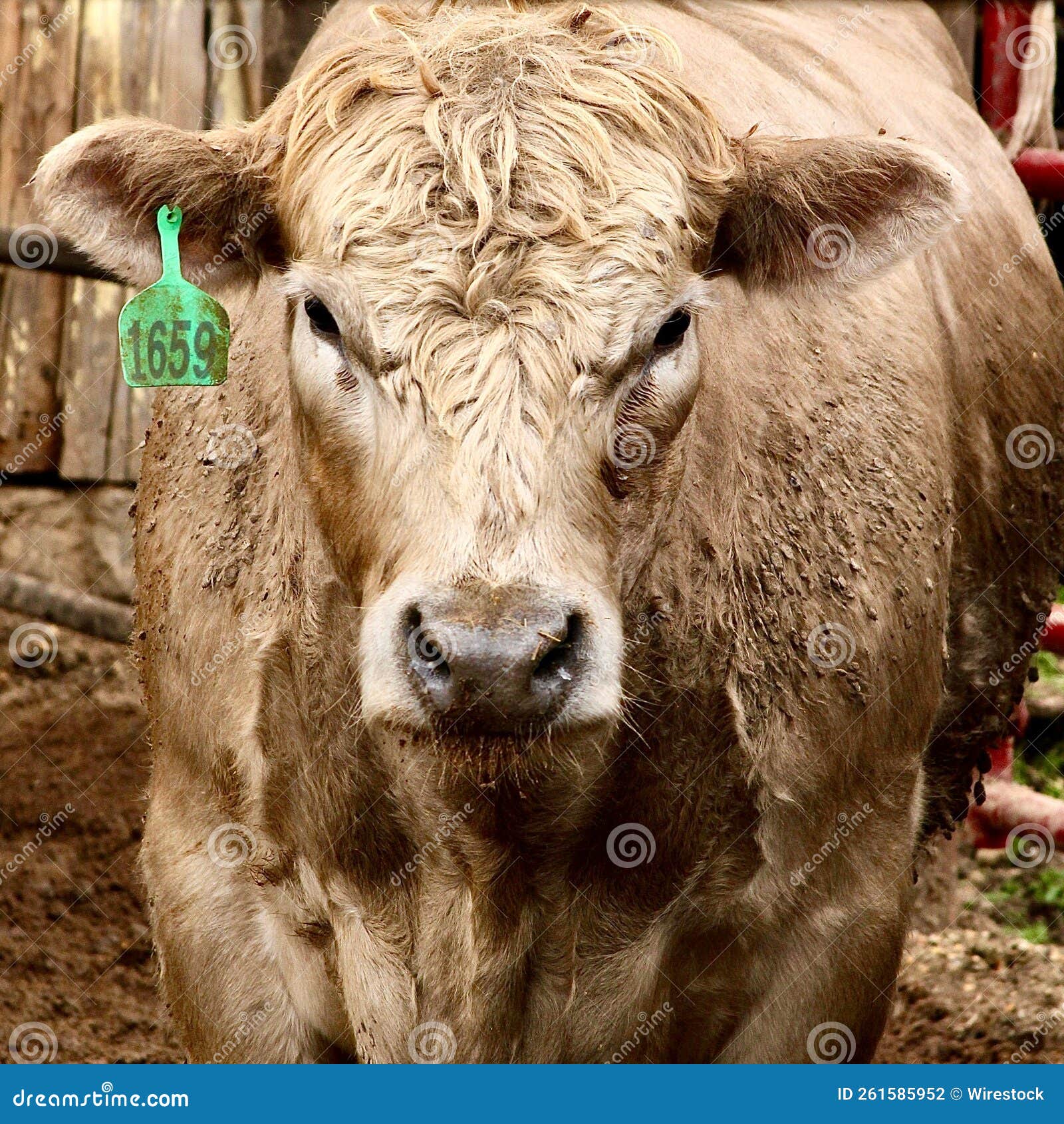 Angry Brown Cow in the Farm Stock Photo - Image of countryside, large ...