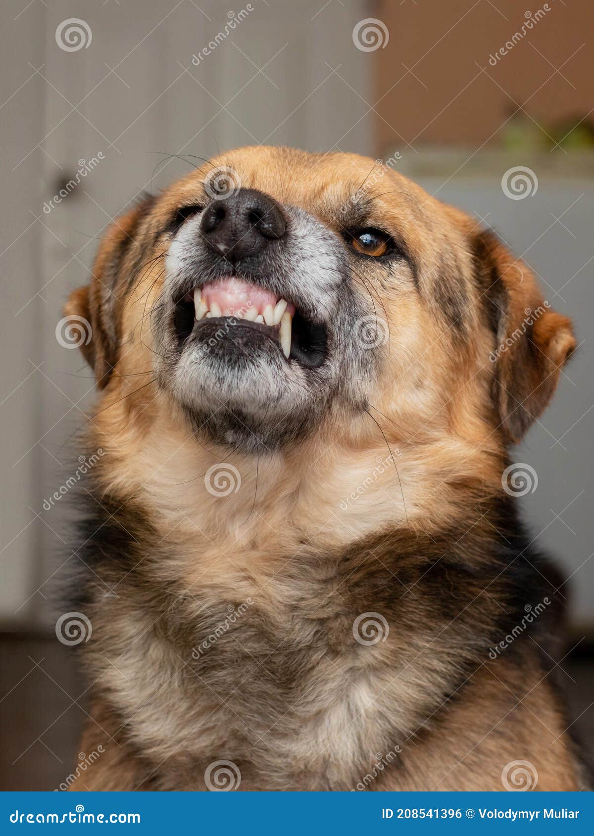 Angry Brown Dog Shows Teeth in the Room Stock Photo - Image of ...