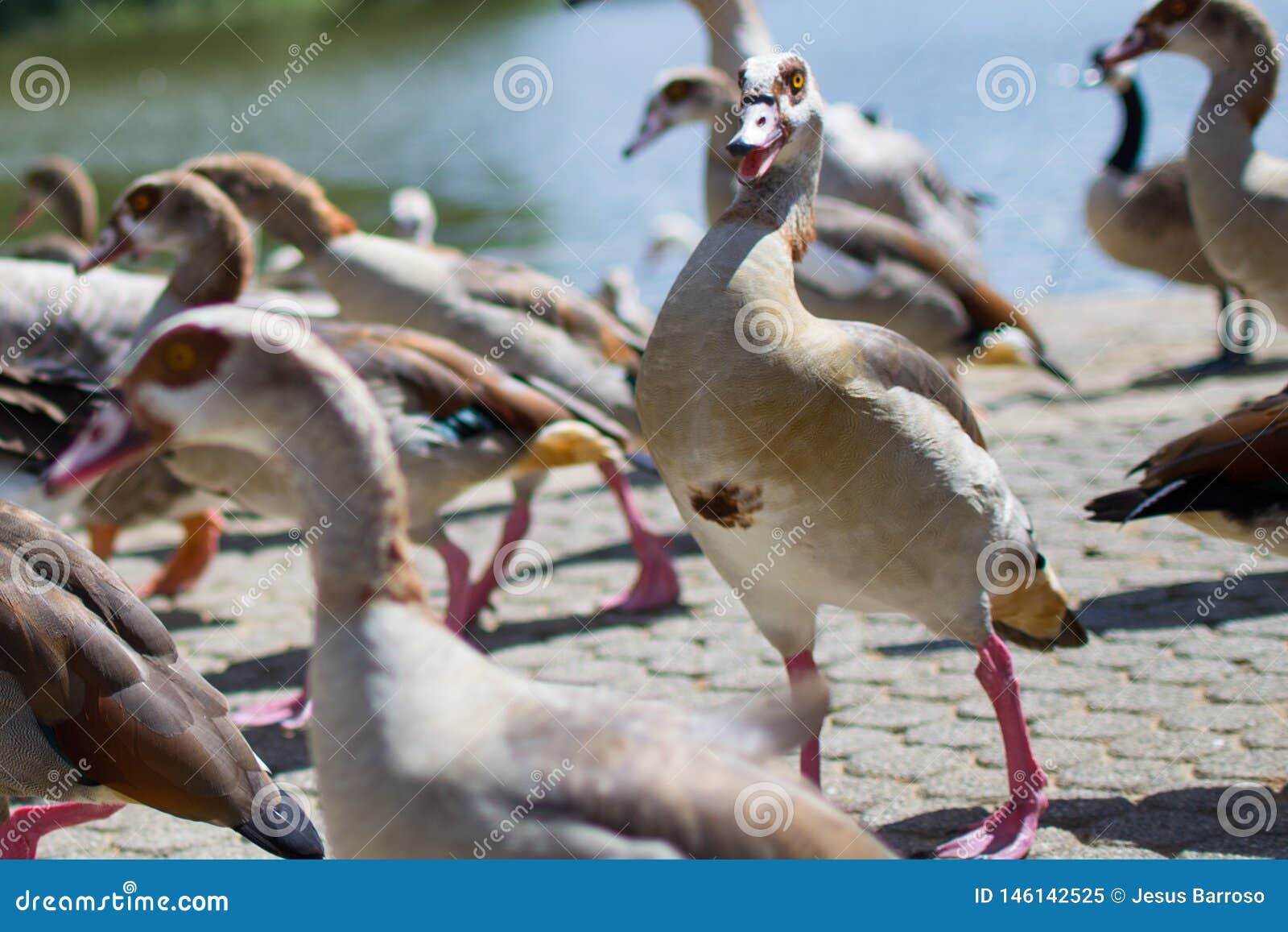 Angry Brown Duck with a Crazy Face. Funny Picture Stock Image - Image ...