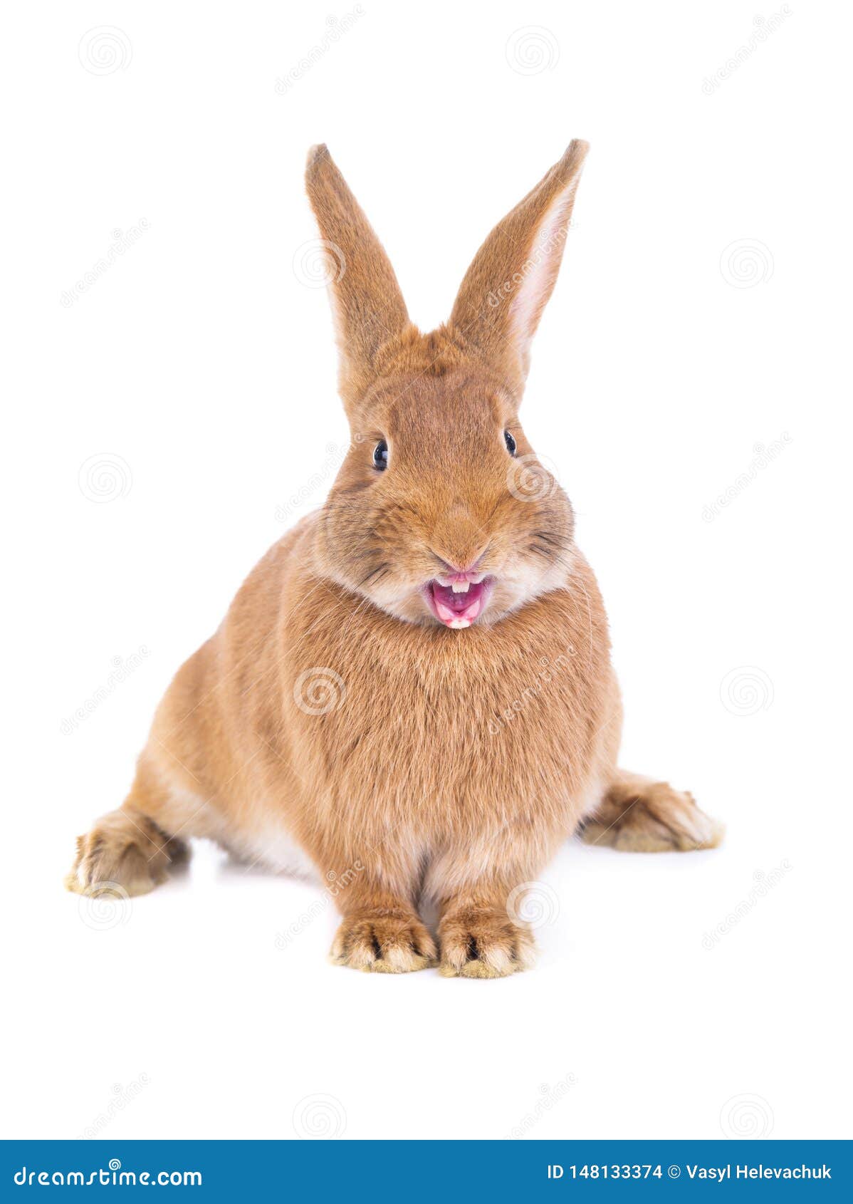 Angry Rabbit Stock Photo | CartoonDealer.com #35289948