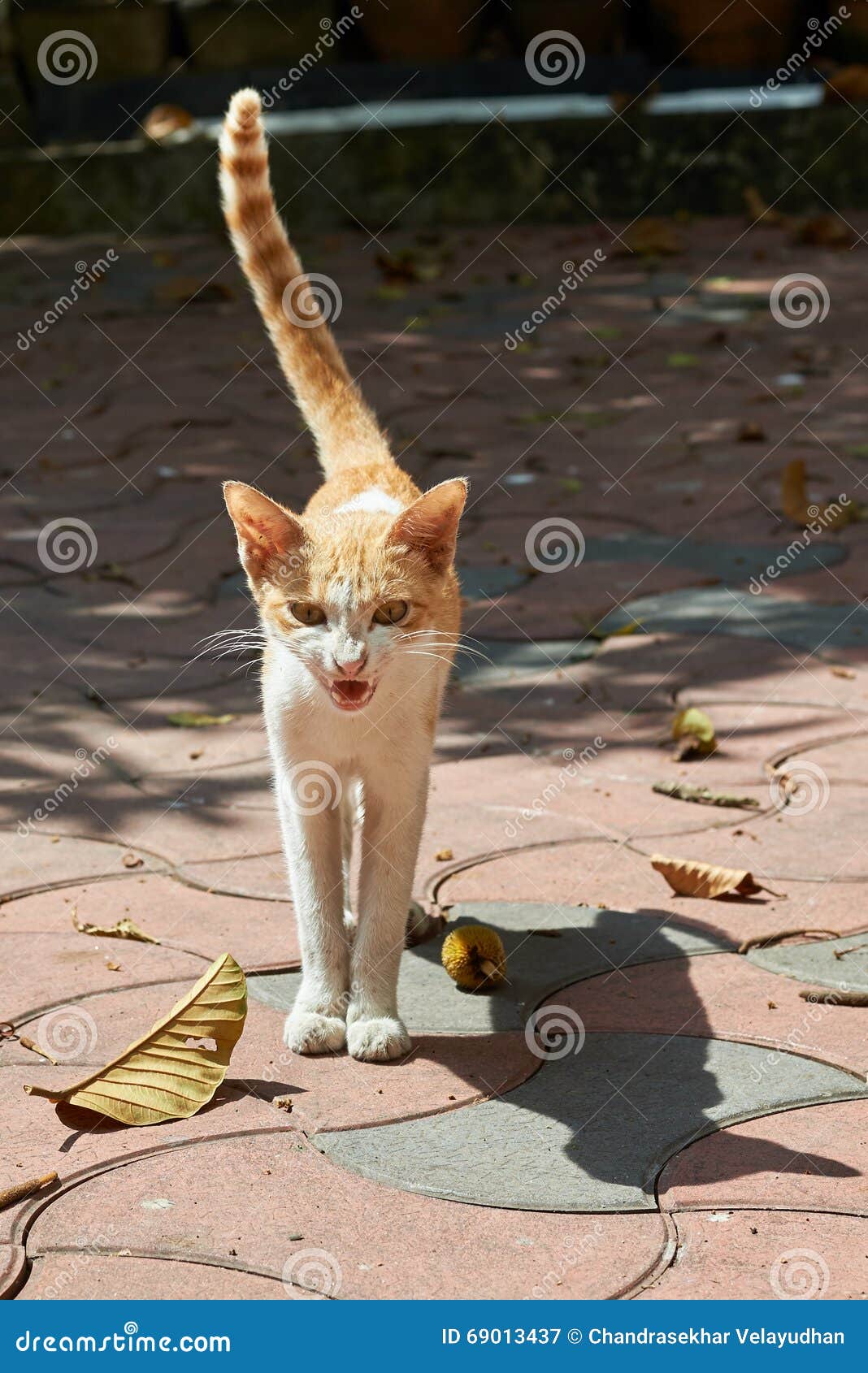 Angry Brown and White Cat Snarling with Its Tail in the Air Stock Image ...