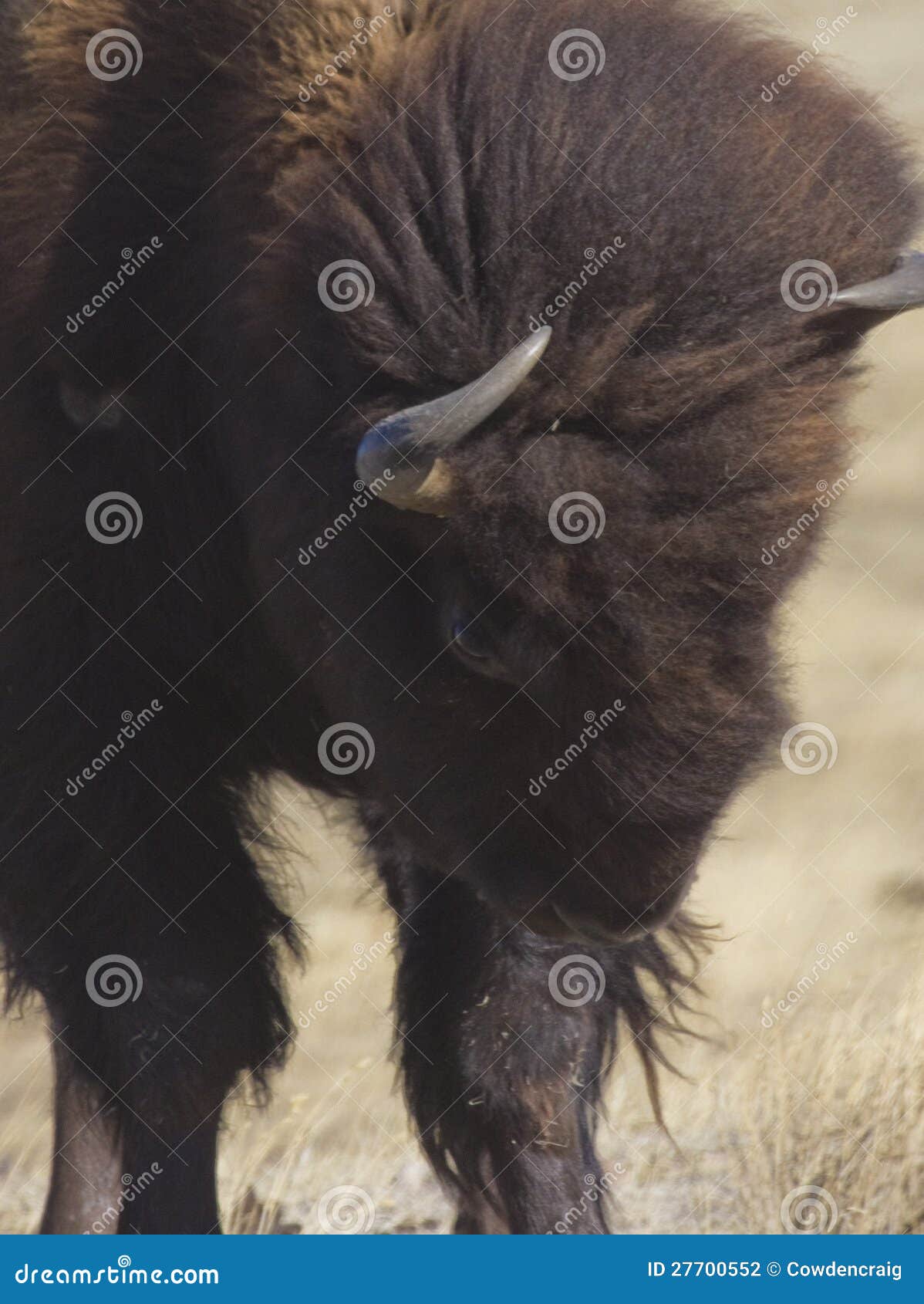 Angry Buffalo stock photo. Image of close, horns, angry - 27700552