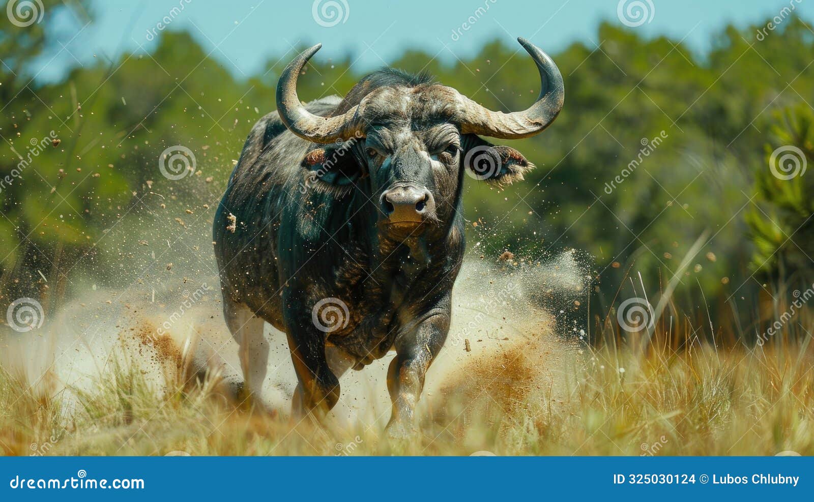 Angry Buffalo in African Savannah Stock Illustration - Illustration of ...