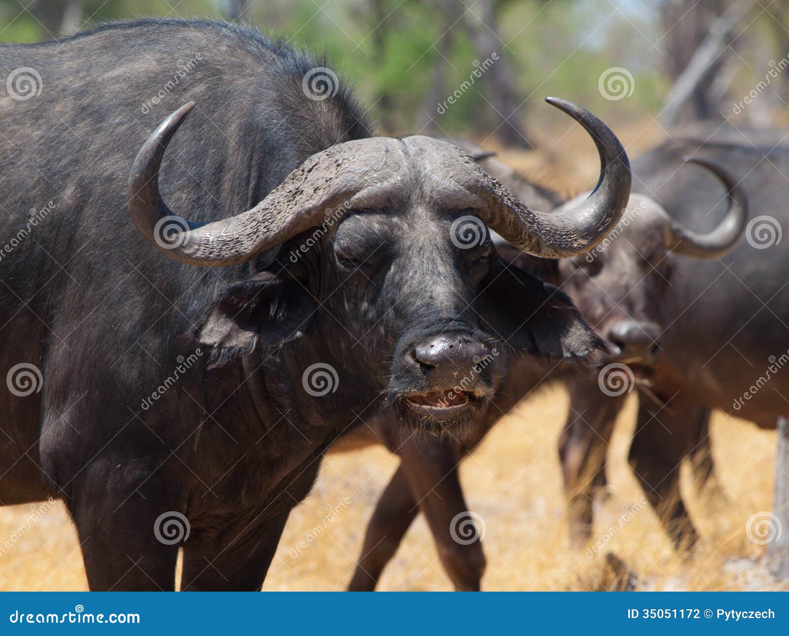 Angry buffalo stock photo. Image of horn, botswana, looking - 35051172