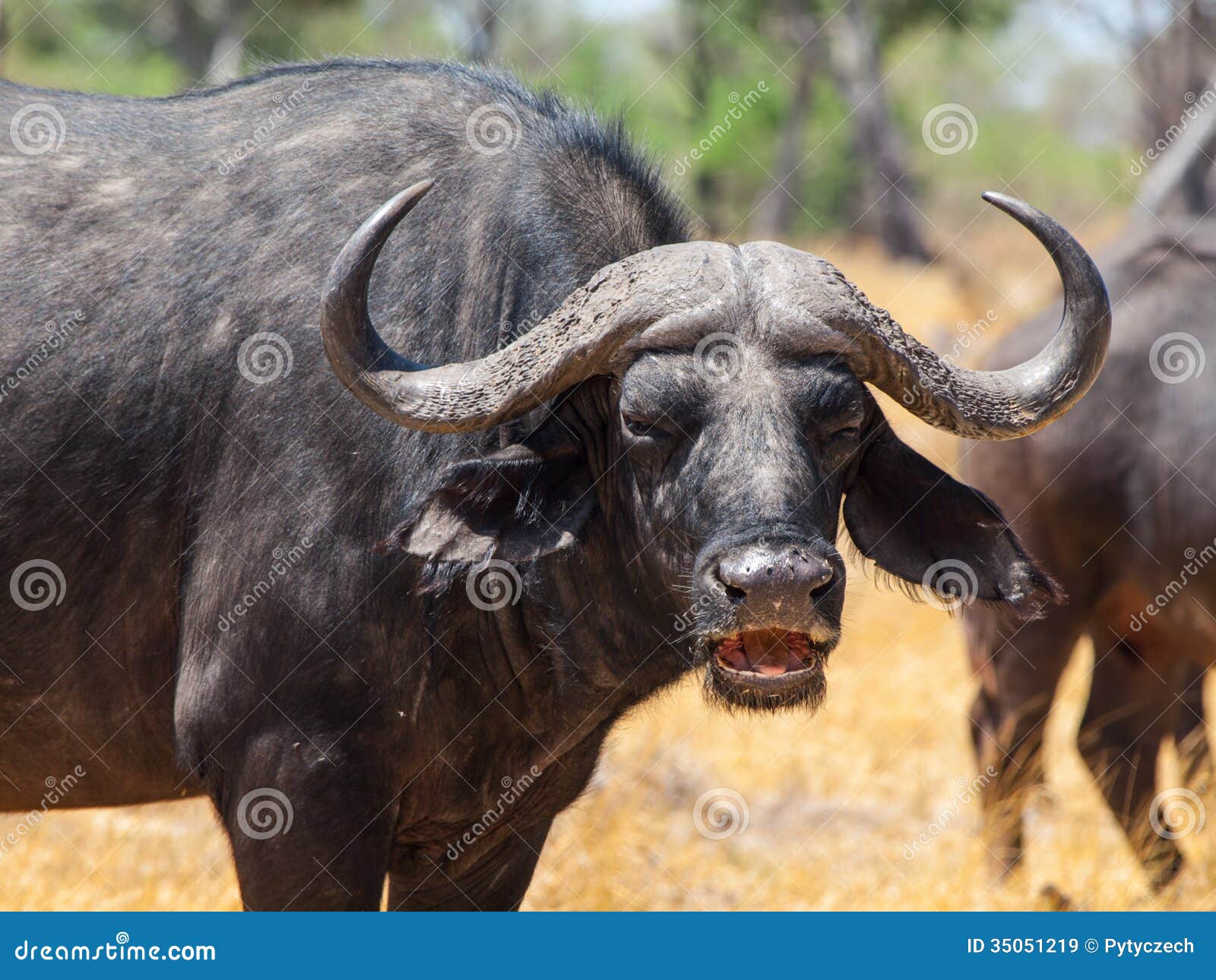 Angry buffalo stock image. Image of large, cape, national - 35051219