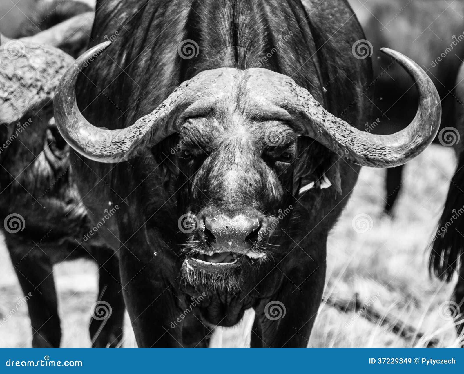 Angry buffalo stock image. Image of male, bull, five - 37229349
