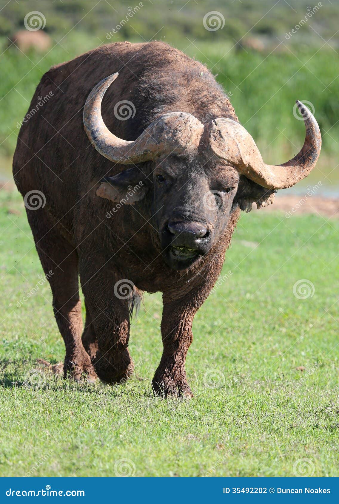 Angry Buffalo stock photo. Image of threatening, mammal - 35492202