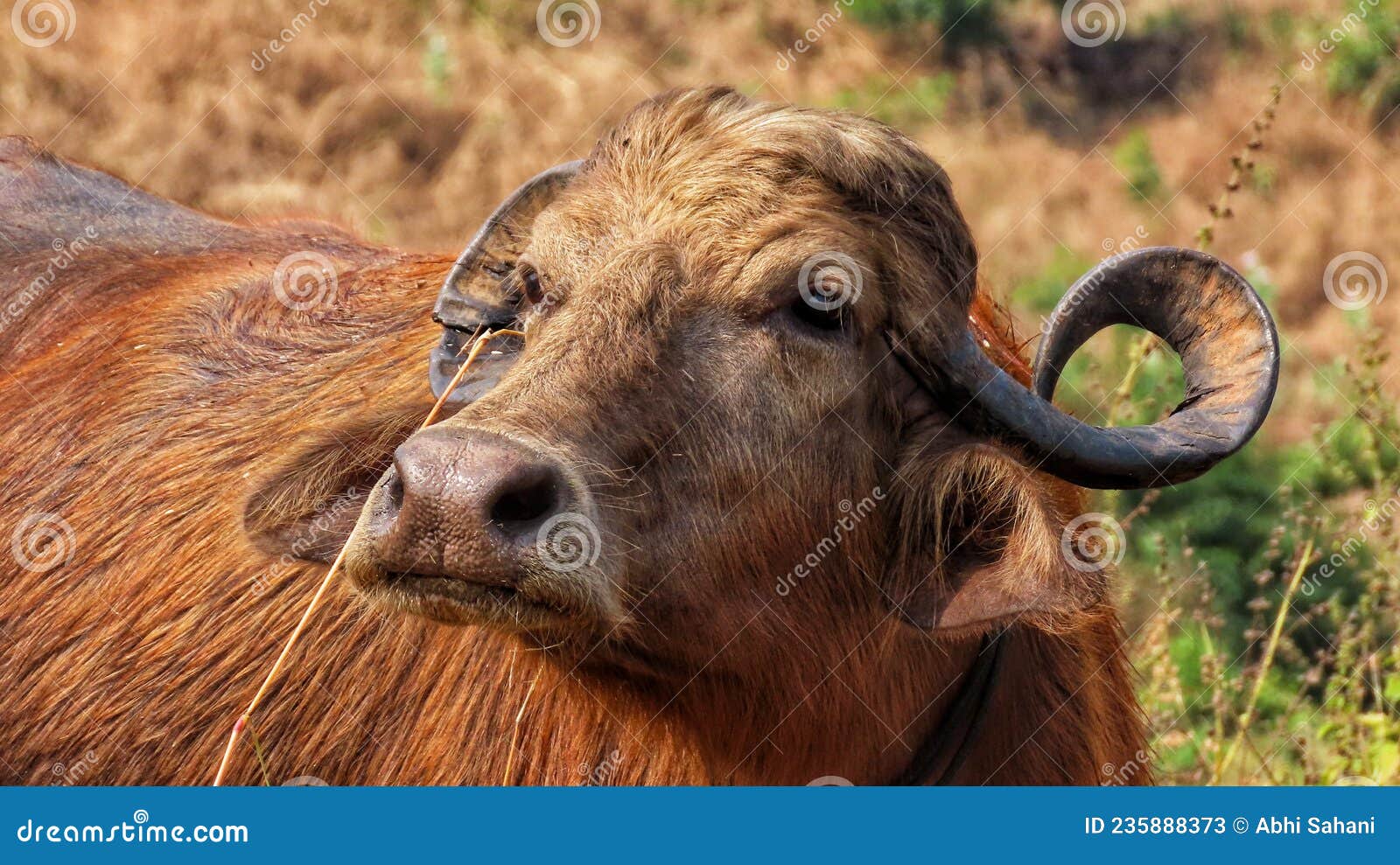Angry Buffalo stock image. Image of anger, long, horns - 235888373