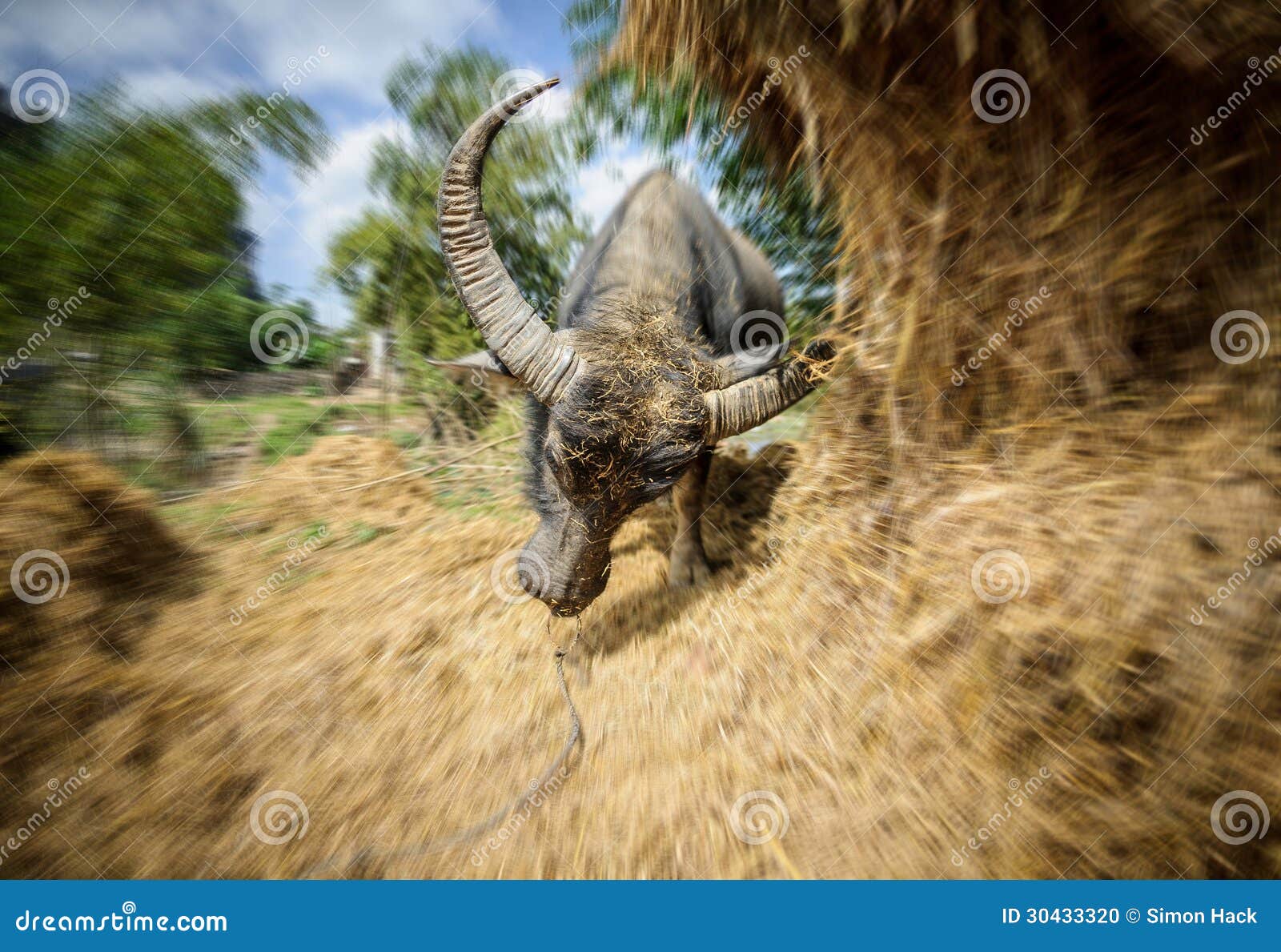 Angry buffalo stock photo. Image of asian, closeup, domestic - 30433320
