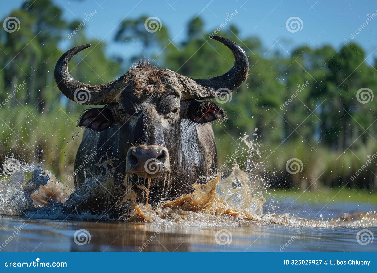 Angry Buffalo Royalty-Free Stock Photo | CartoonDealer.com #129656541