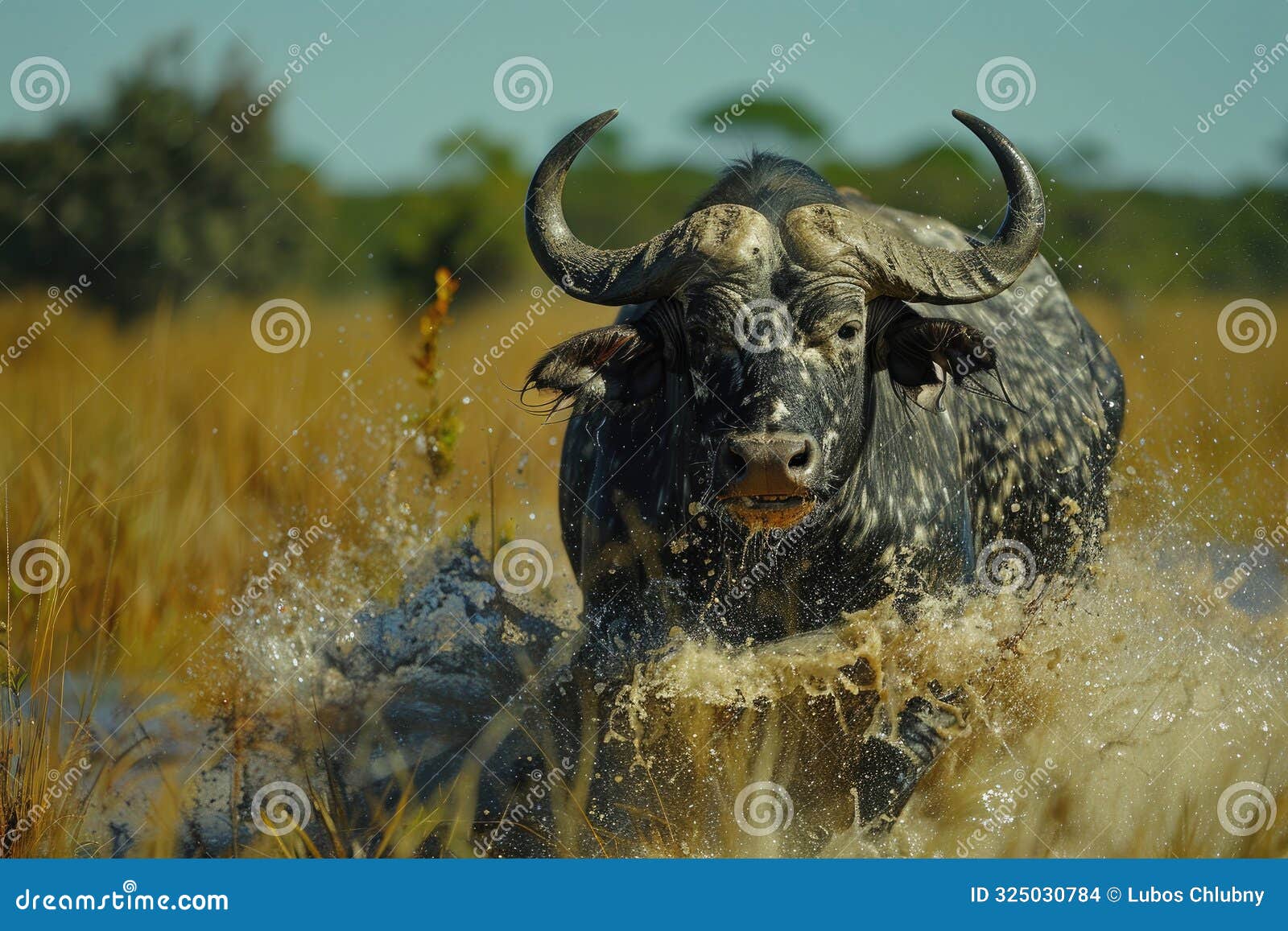 Angry Buffalo Royalty-Free Stock Photo | CartoonDealer.com #129656541