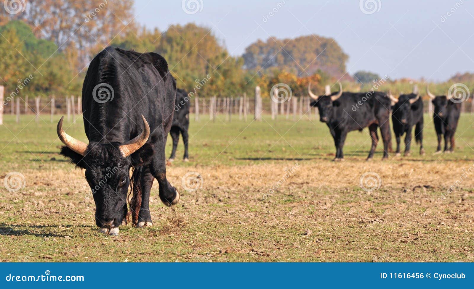Angry Bull Royalty Free Stock Image - Image: 11616456