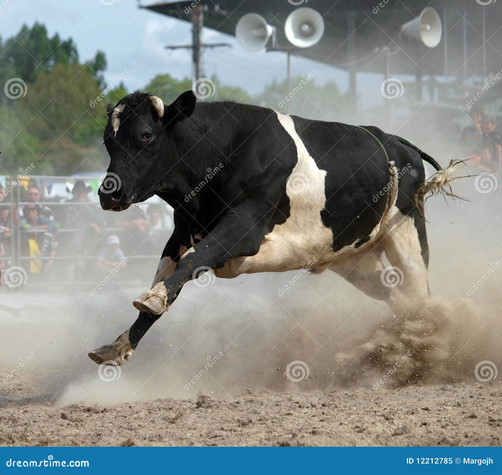 Angry Bull stock image. Image of lose, rugged, risk, strength - 12212785