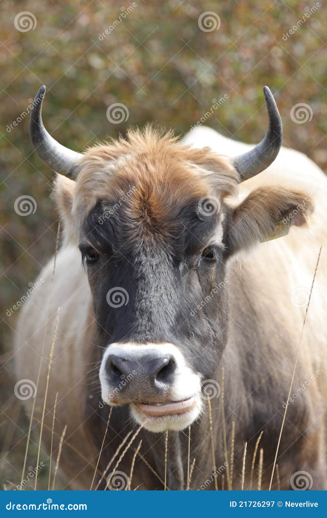 Angry bull stock image. Image of angry, nature, dangerous - 21726297